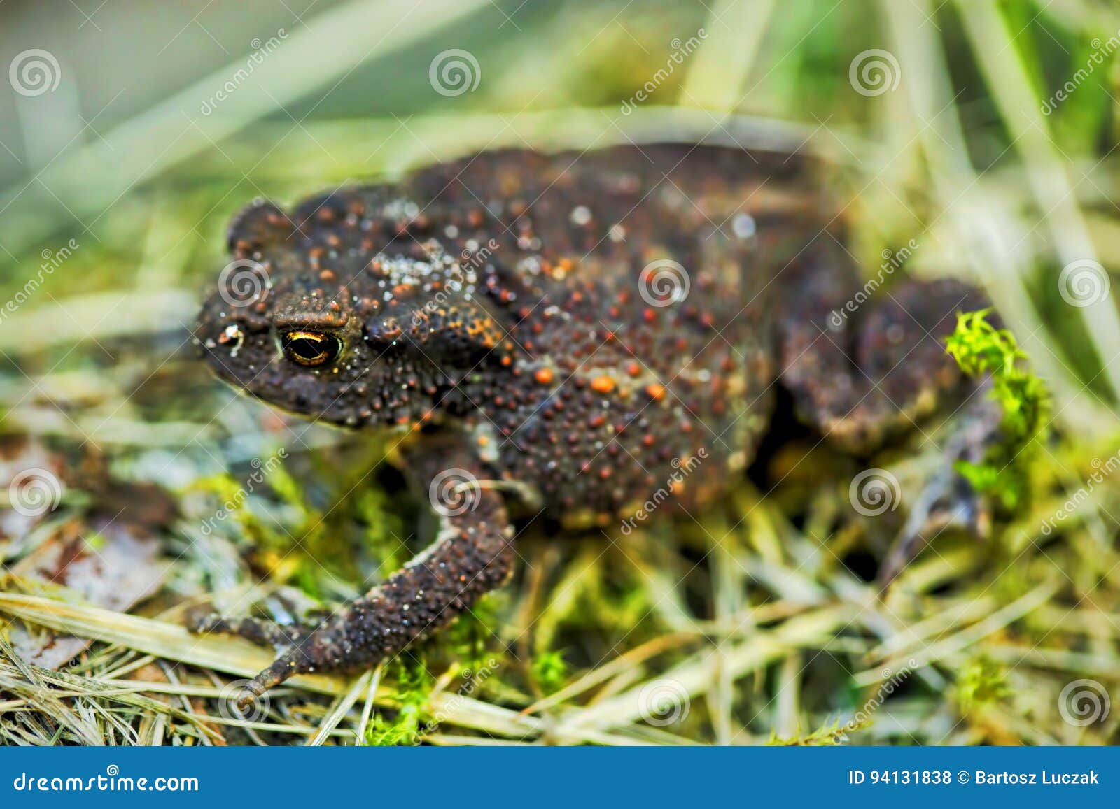 Sapo Comum Na Grama Verde Longa/sapo Foto de Stock - Imagem de criatura ...