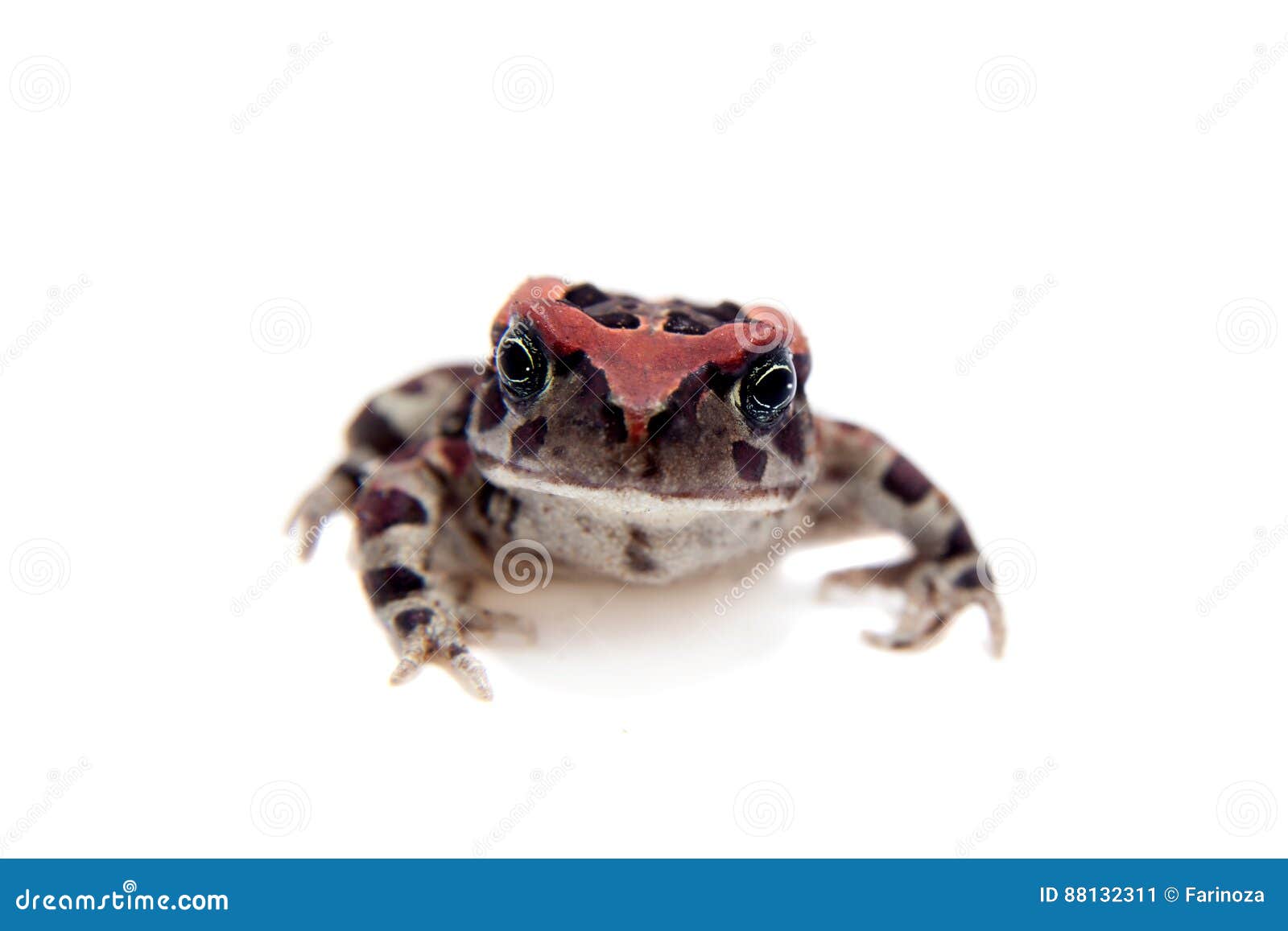 Sapo De Beautyful Isolado No Branco Imagem de Stock - Imagem de sapo ...