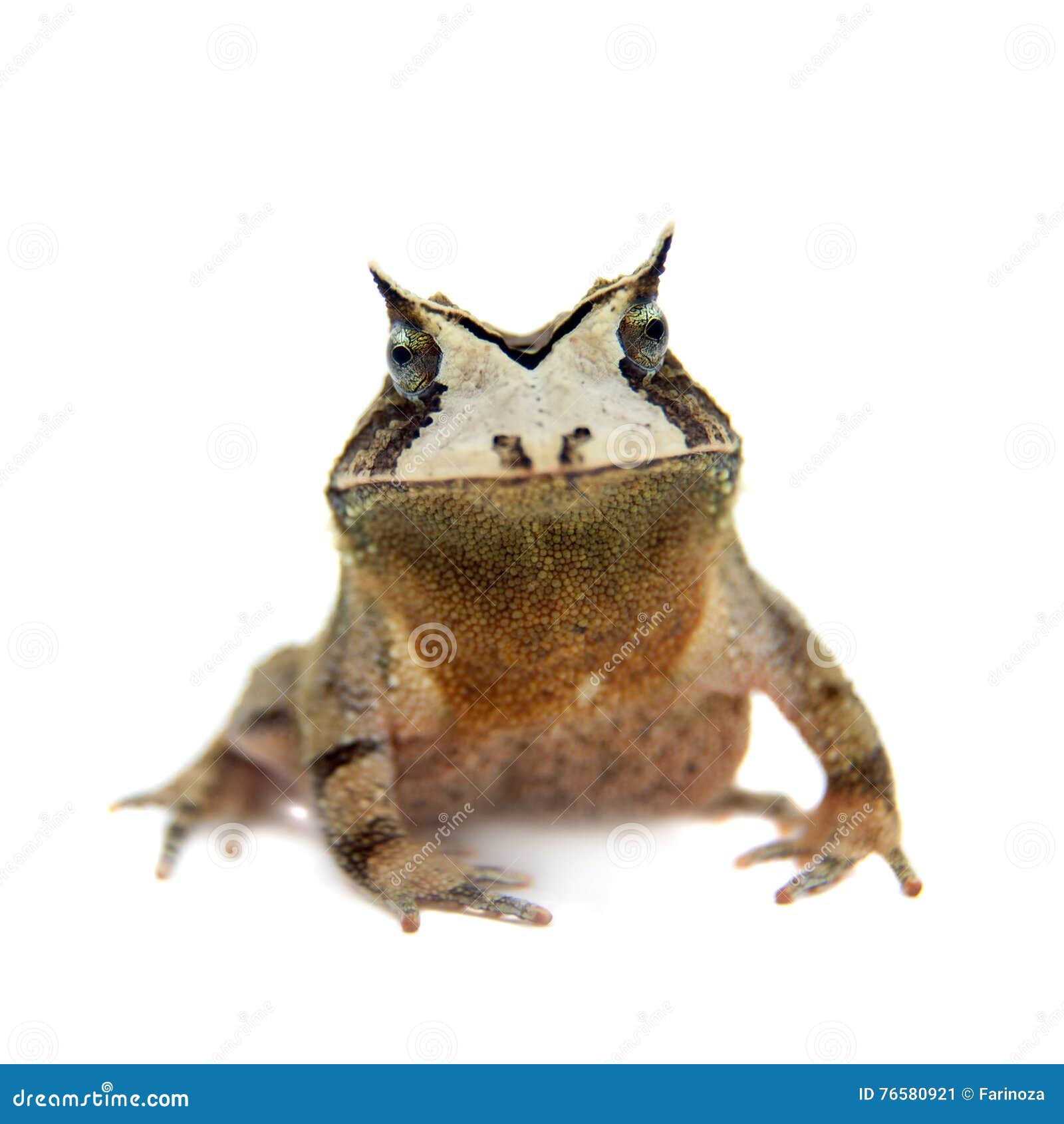 Sapo de Cerrado en blanco imagen de archivo. Imagen de endangered ...