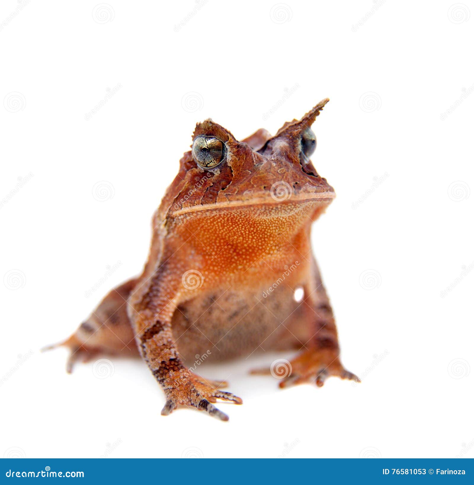 Sapo de Cerrado en blanco imagen de archivo. Imagen de salvaje - 76581053