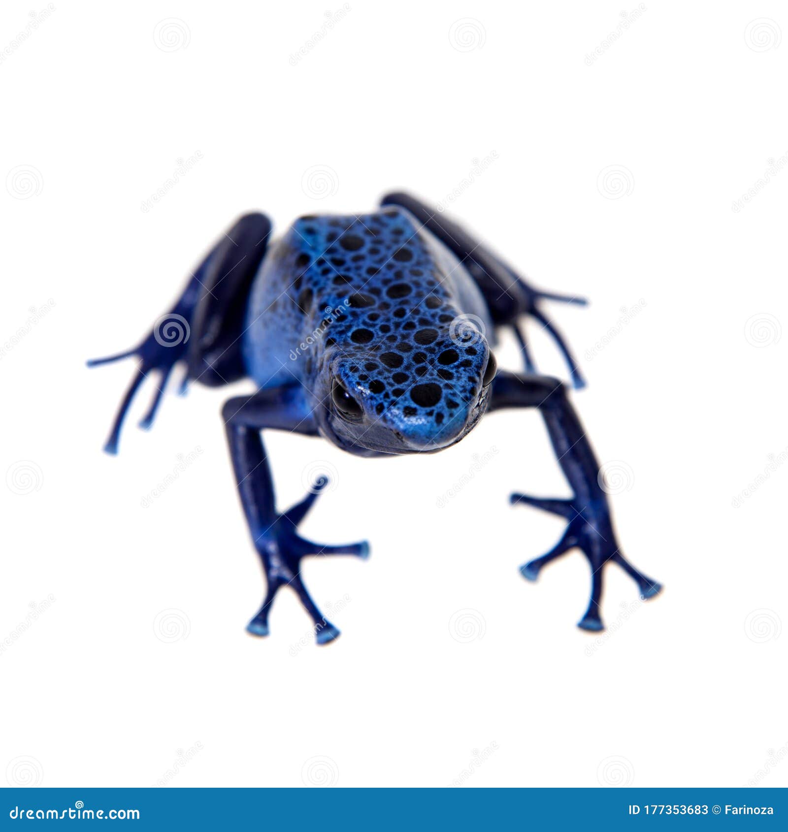 Sapo-de-dardo-azul Dendrobates Tinctorius Azureus Em Branco Imagem de ...