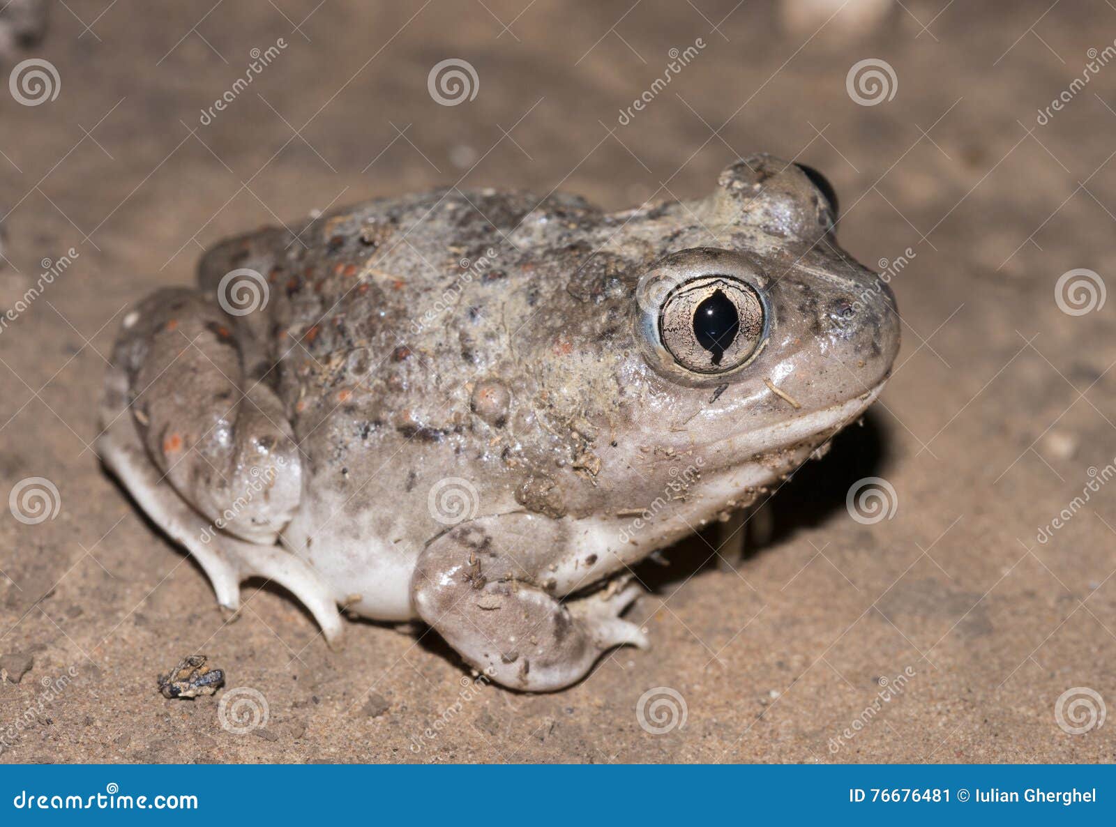 Sapo de spadefoot mexicano imagen de archivo. Imagen de sapo - 76676481