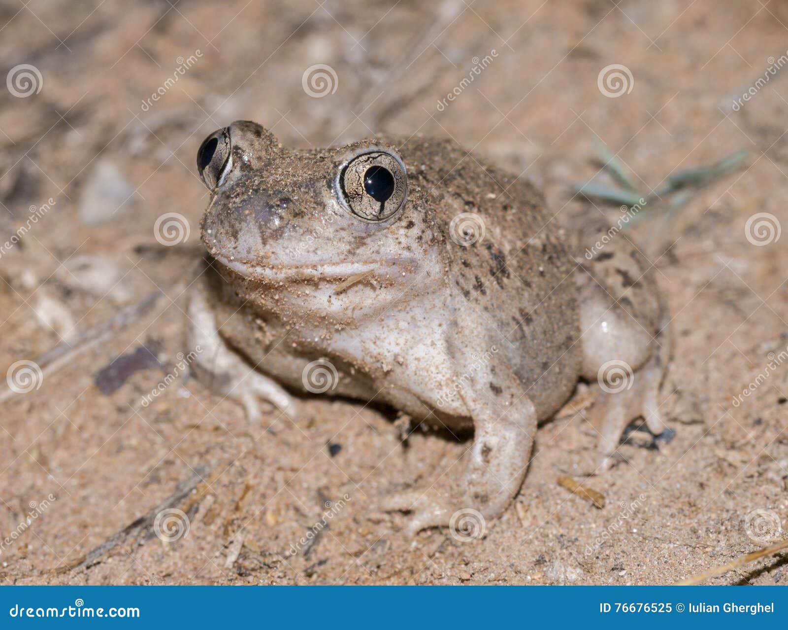 Sapo de spadefoot mexicano imagen de archivo. Imagen de desierto - 76676525