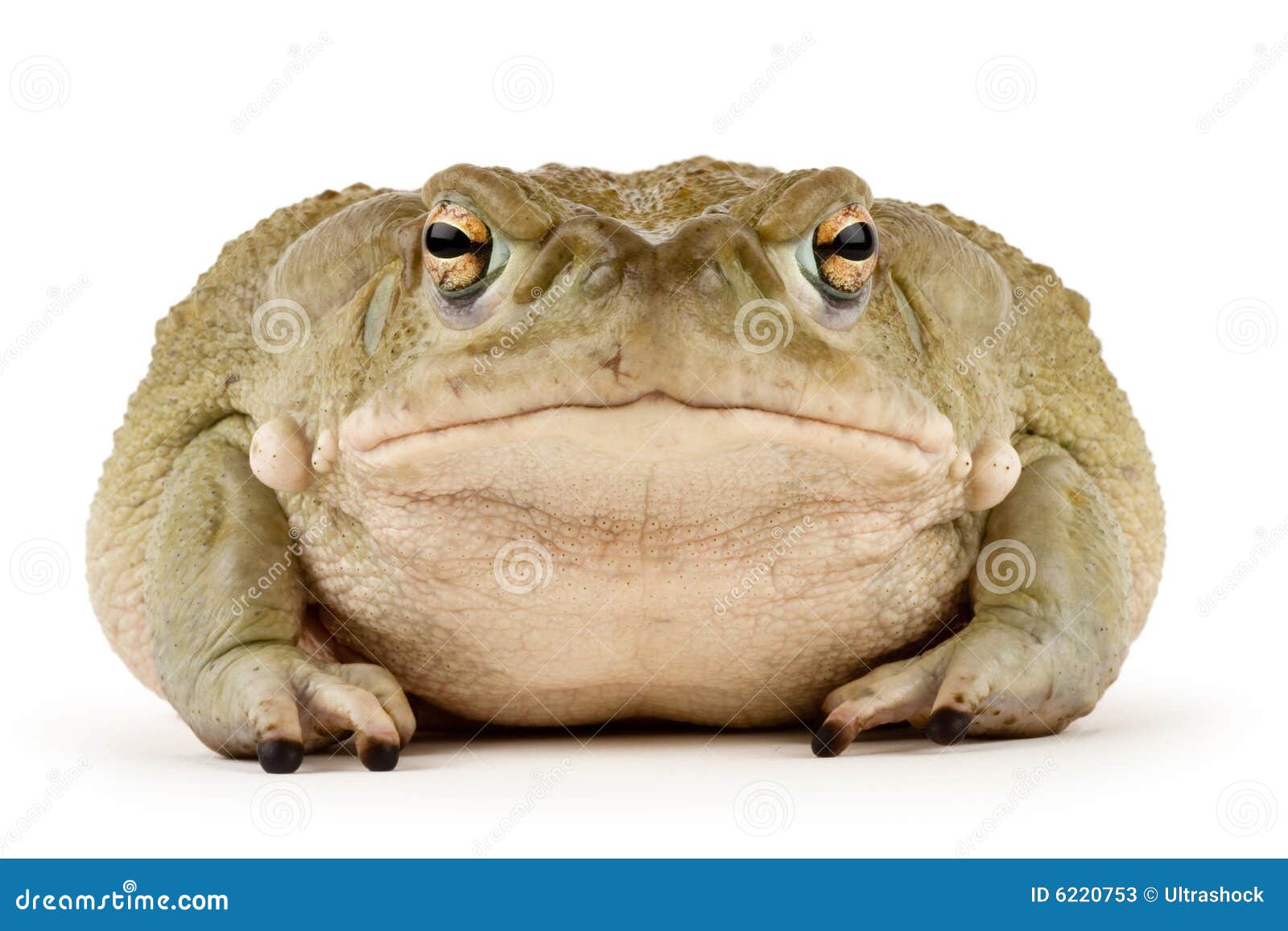 Sapo Del Desierto De Sonoran Imagen de archivo - Imagen de primer, malo ...