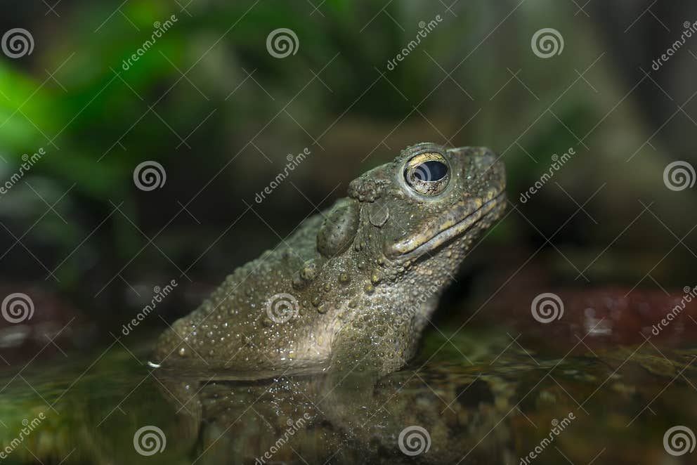 Sapo del río foto de archivo. Imagen de fauna, nocturno - 33407704