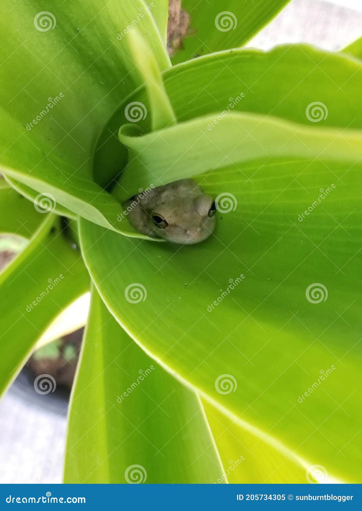 Sapo dormindo numa folha imagem de stock. Imagem de folha - 205734305