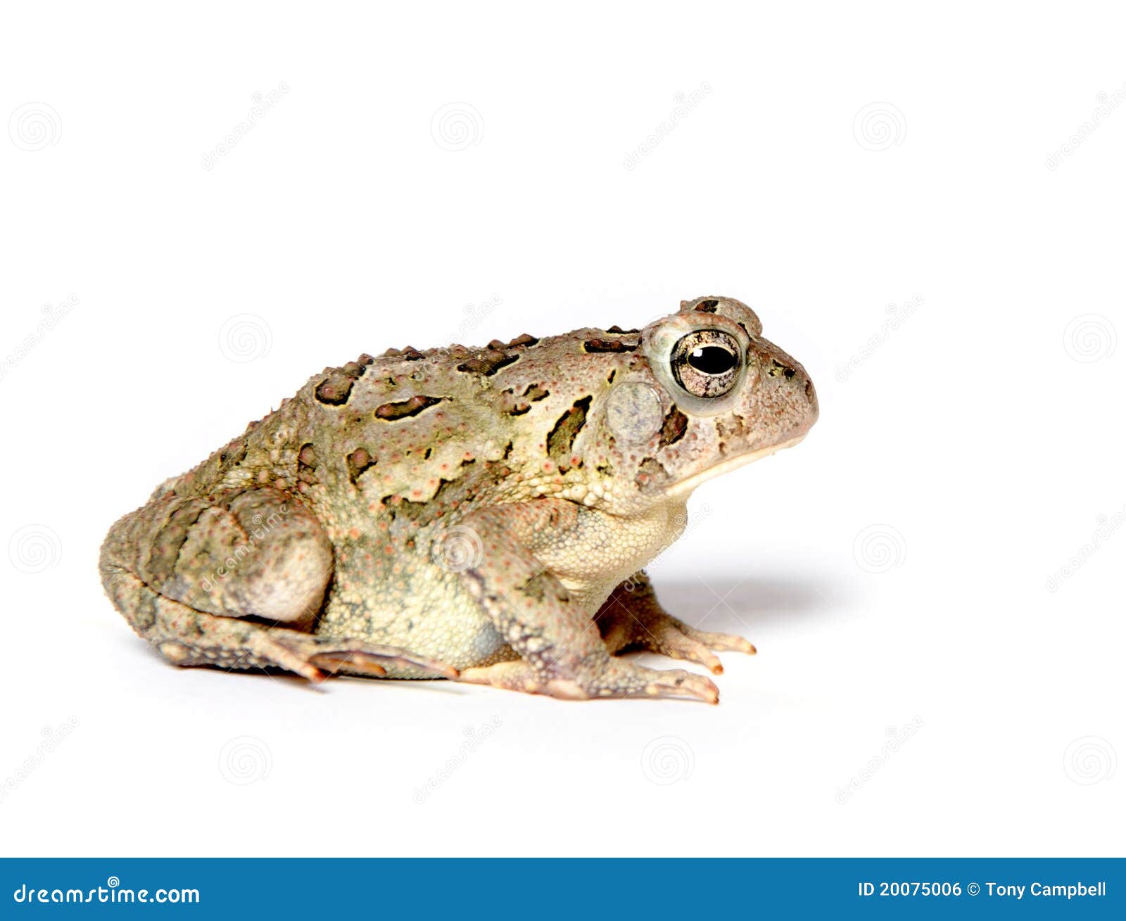 Sapo en blanco foto de archivo. Imagen de fondo, animal - 20075006