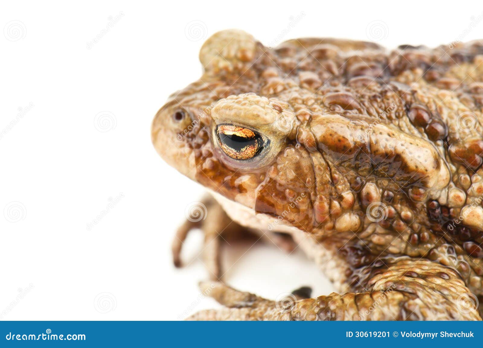 Sapo en blanco imagen de archivo. Imagen de macro, sentada - 30619201
