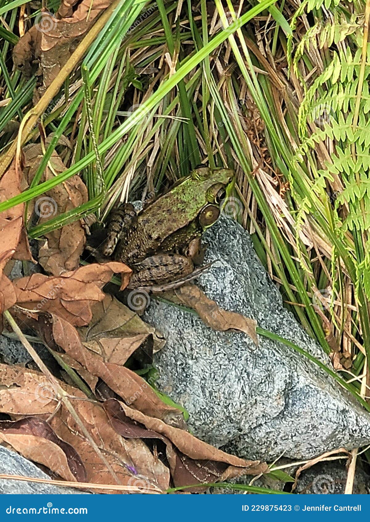 Sapo en roca imagen de archivo. Imagen de animal, planta - 229875423