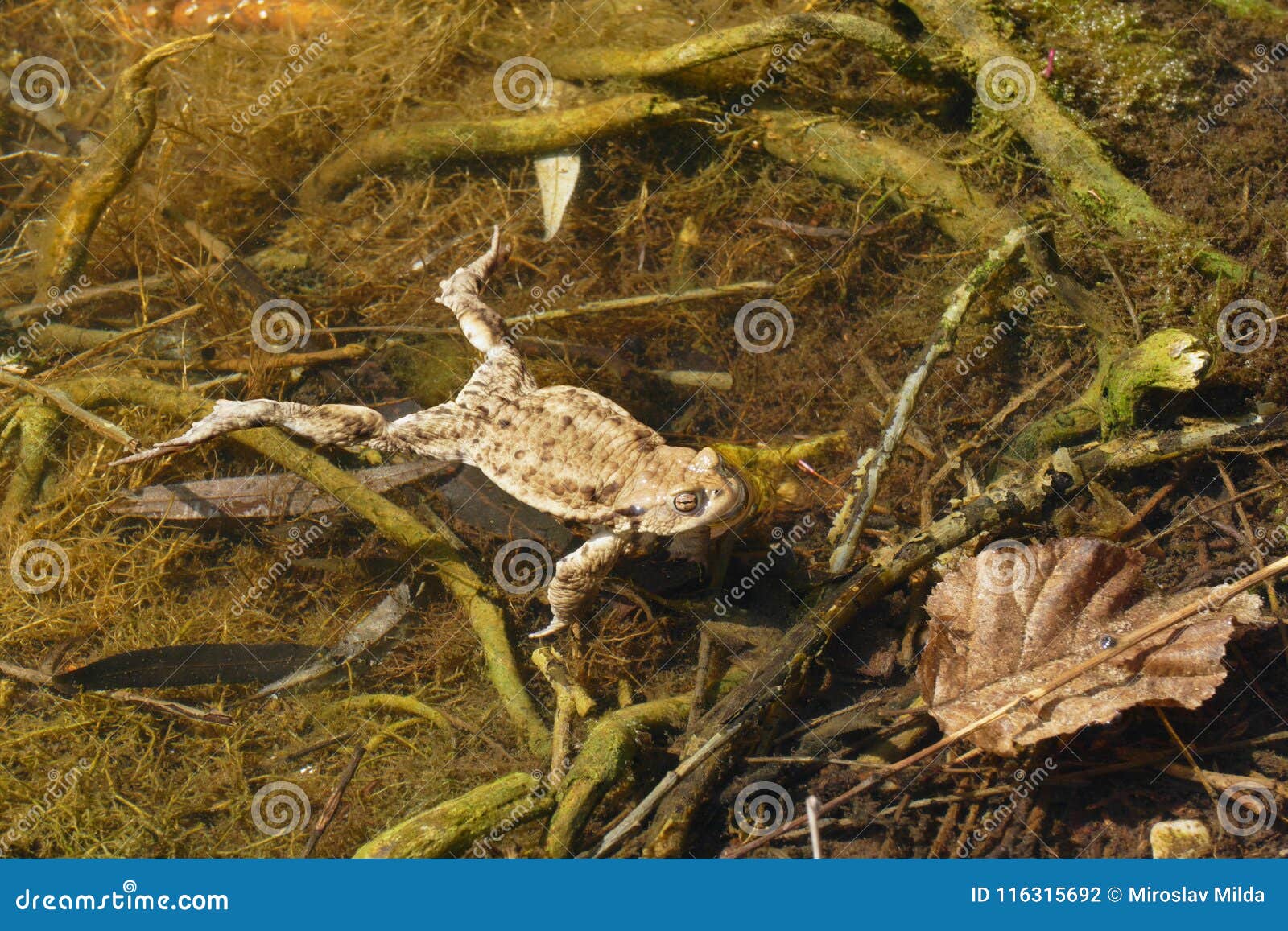 Sapo Feio Fotos De Stock - Baixe 1,608 Fotos Royalty Free