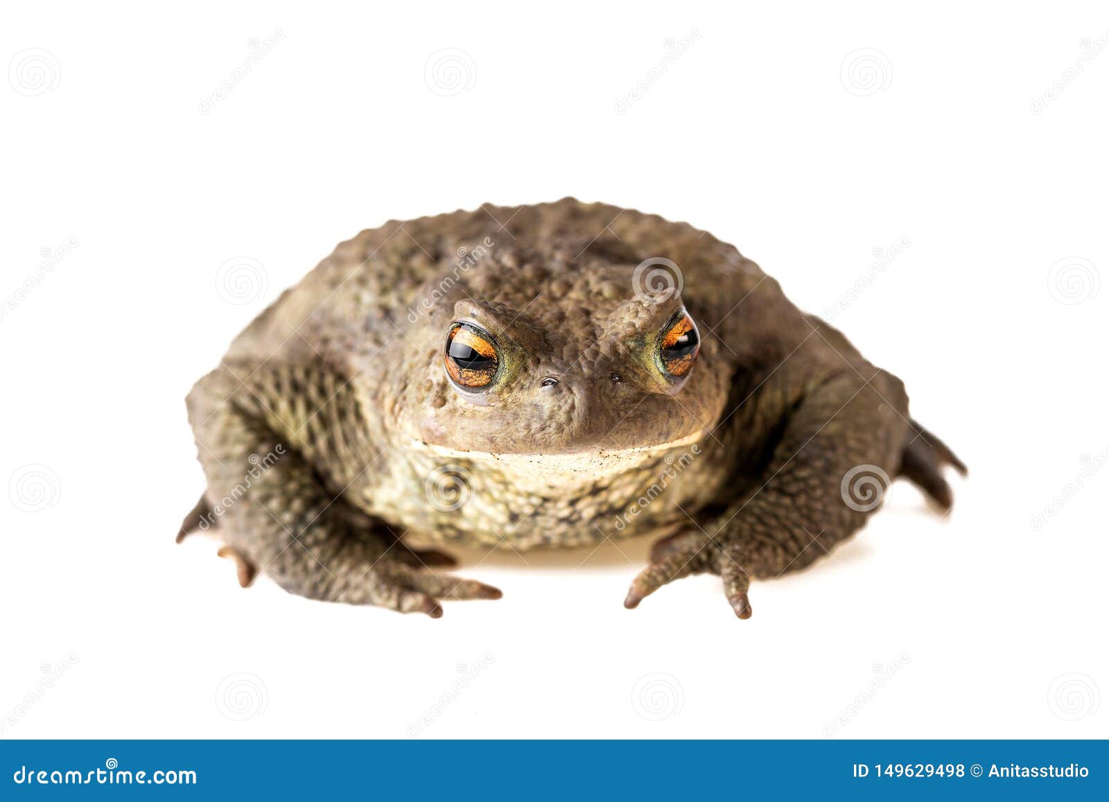 Sapo Front View Common Toad O Bufo Bufo Aislado En Blanco Foto de ...