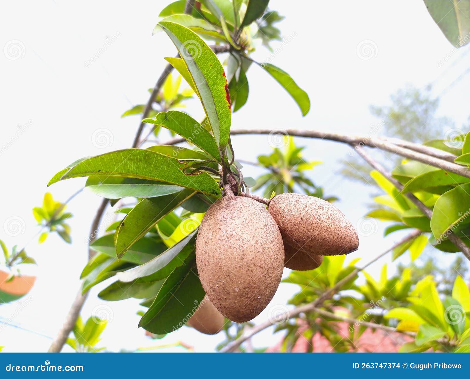 SAPO FRUIT in the TREE stock photo. Image of grows, friendly - 263747374