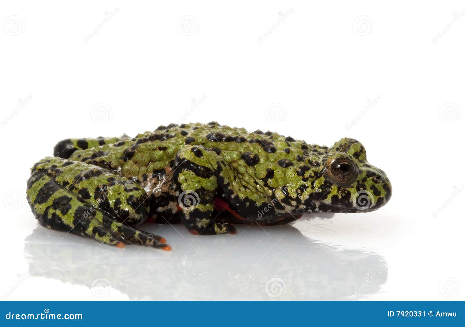 Sapo Fuego-hinchado Imagen. Imagen: 7920331