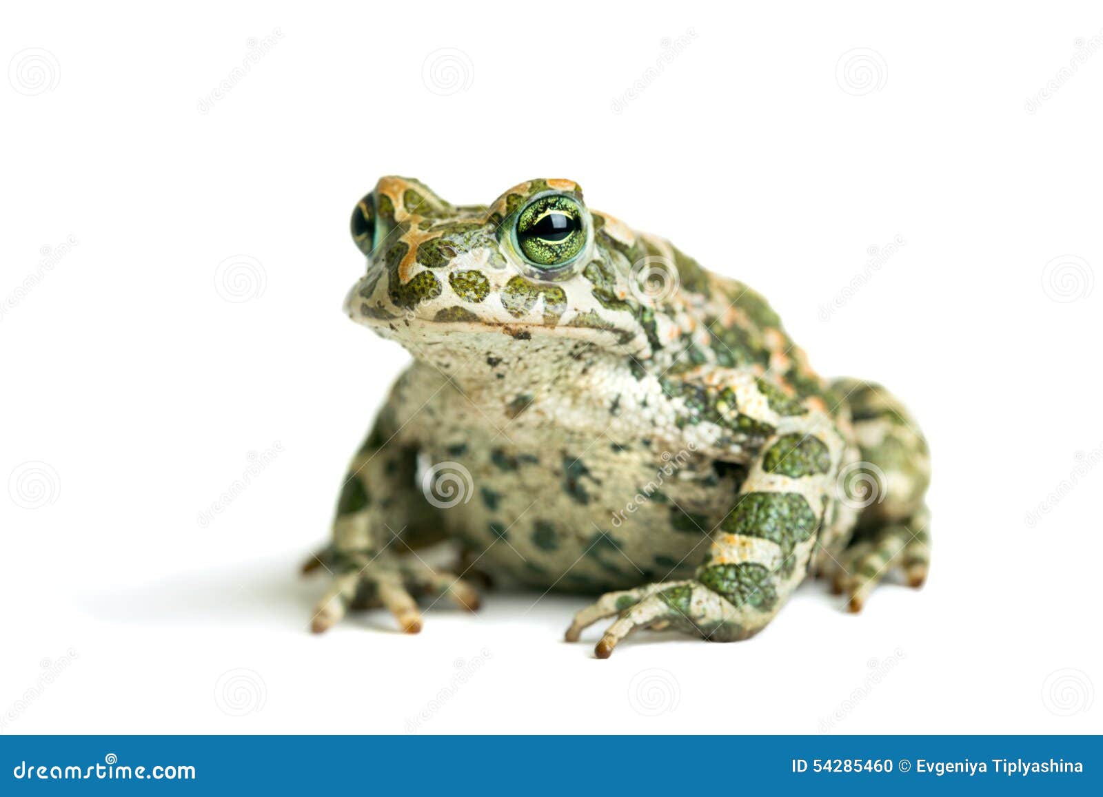 Sapo grande foto de stock. Imagem de grande, réptil, fauna - 54285460