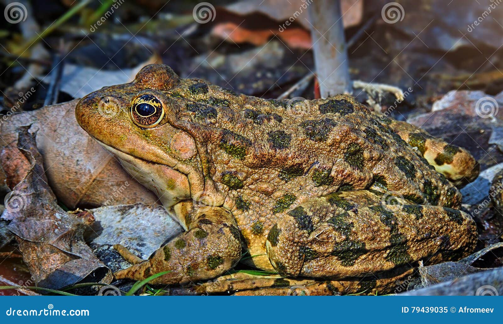 Sapo grande imagen de archivo. Imagen de primer, fauna - 79439035