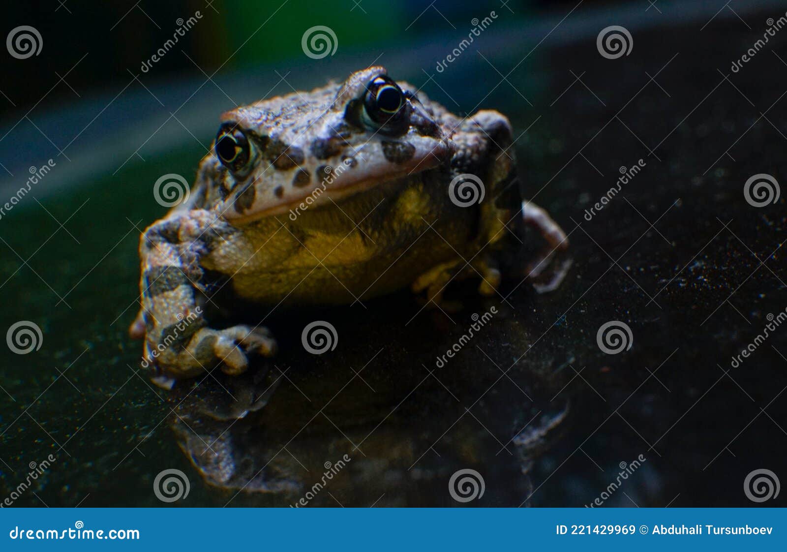 Sapo grande imagem de stock. Imagem de comum, grande - 221429969