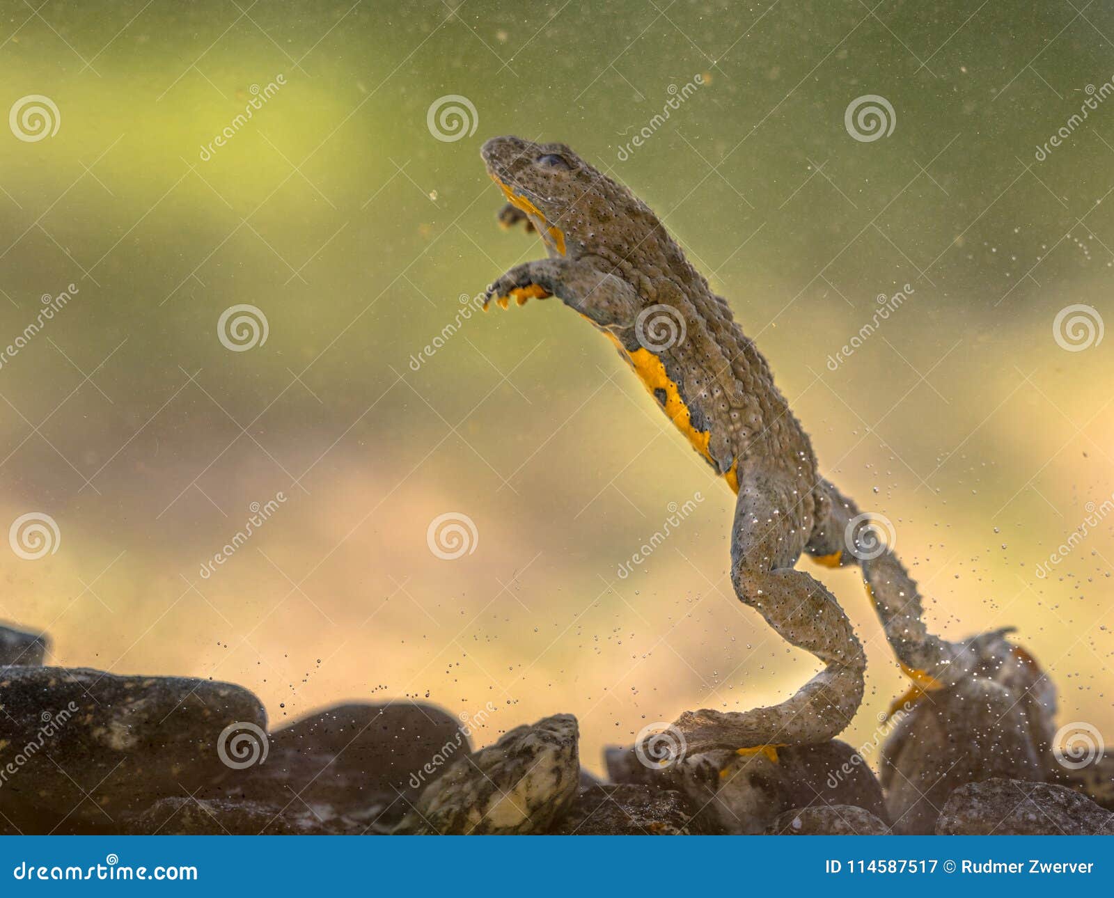 Sapo Hinchado Amarillo Submersed Imagen de archivo - Imagen de macro ...
