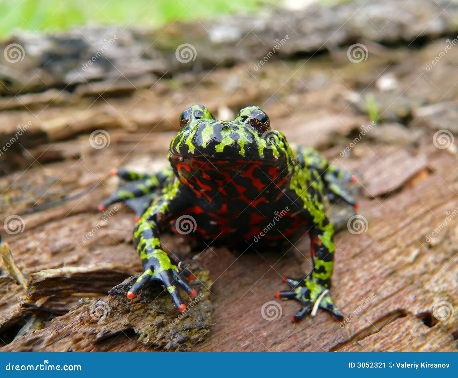 Sapo Incêndio-inchado 12 imagem de stock. Imagem de sapos - 3052321