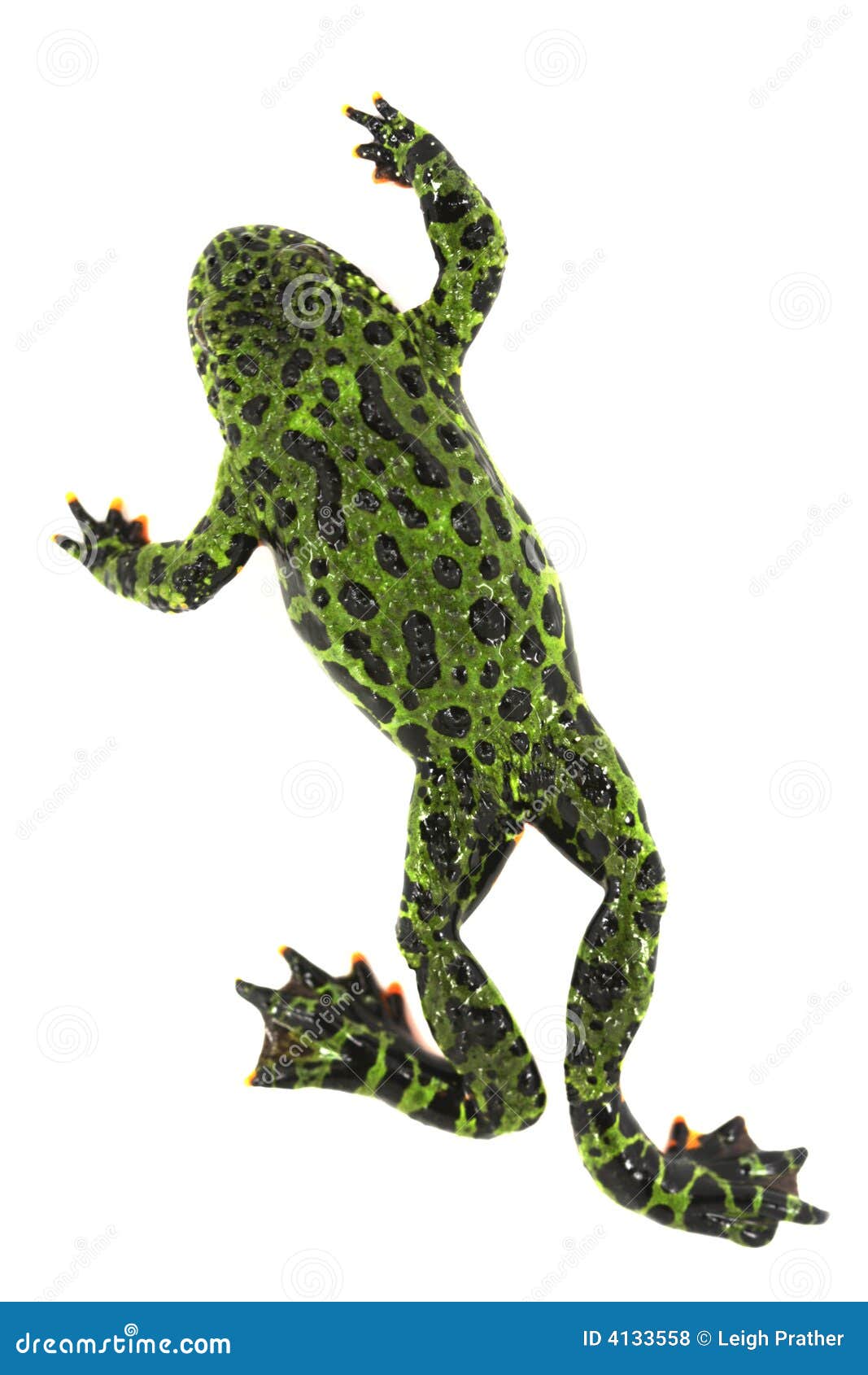 Sapo inchado incêndio foto de stock. Imagem de isolado - 4133558