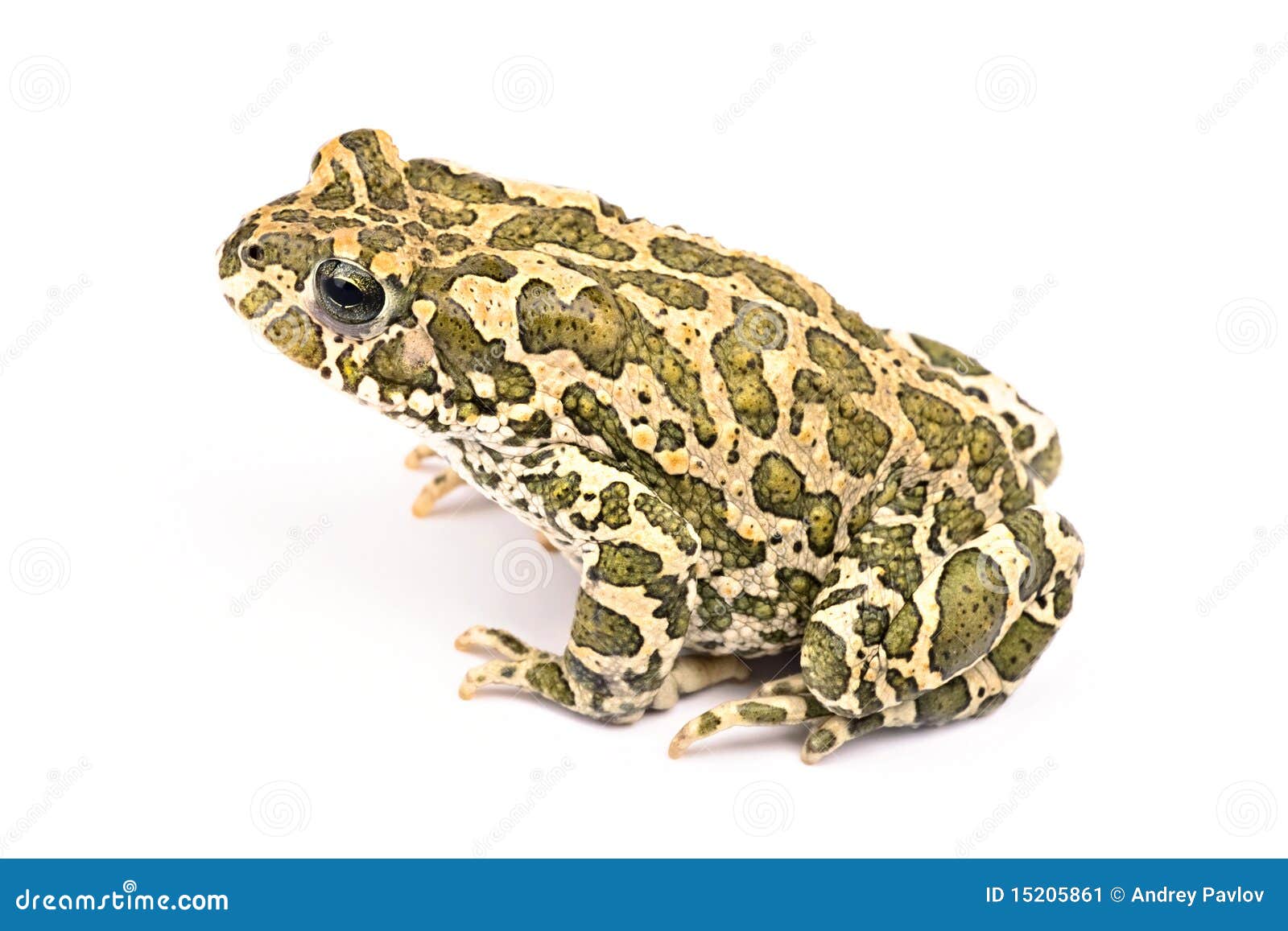 Sapo Isolado Em Um Fundo Branco Imagem de Stock - Imagem de viscoso ...