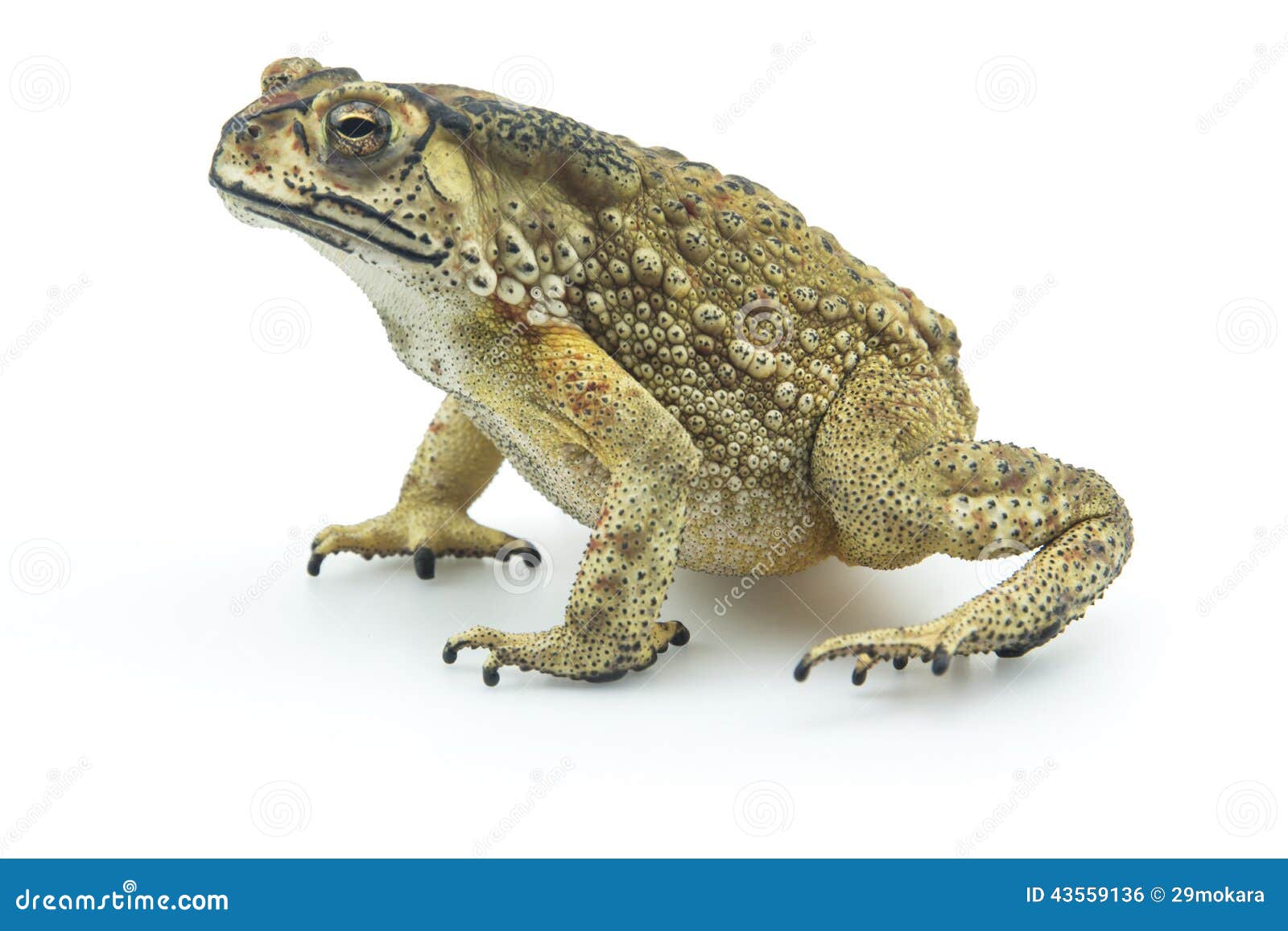 Sapo Isolado No Fundo Branco Foto de Stock - Imagem de fundo, wildlife ...