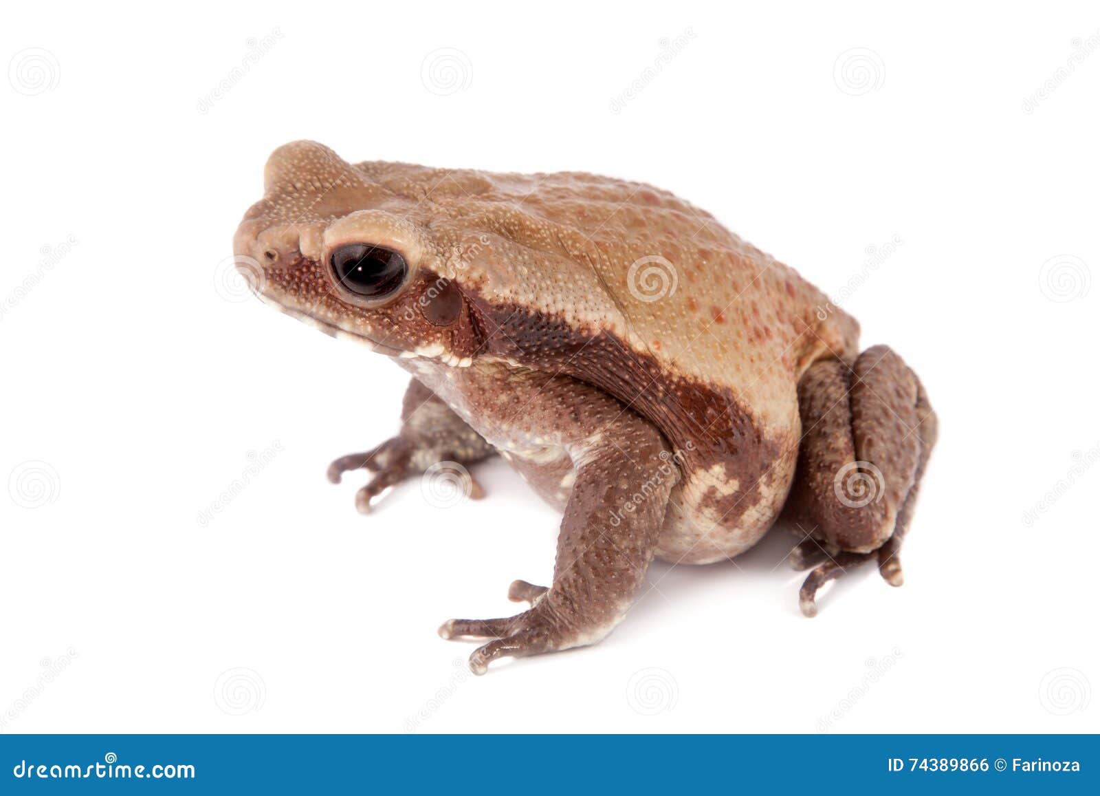 Sapo Liso-echado a Un Lado Aislado En Blanco Foto de archivo - Imagen ...