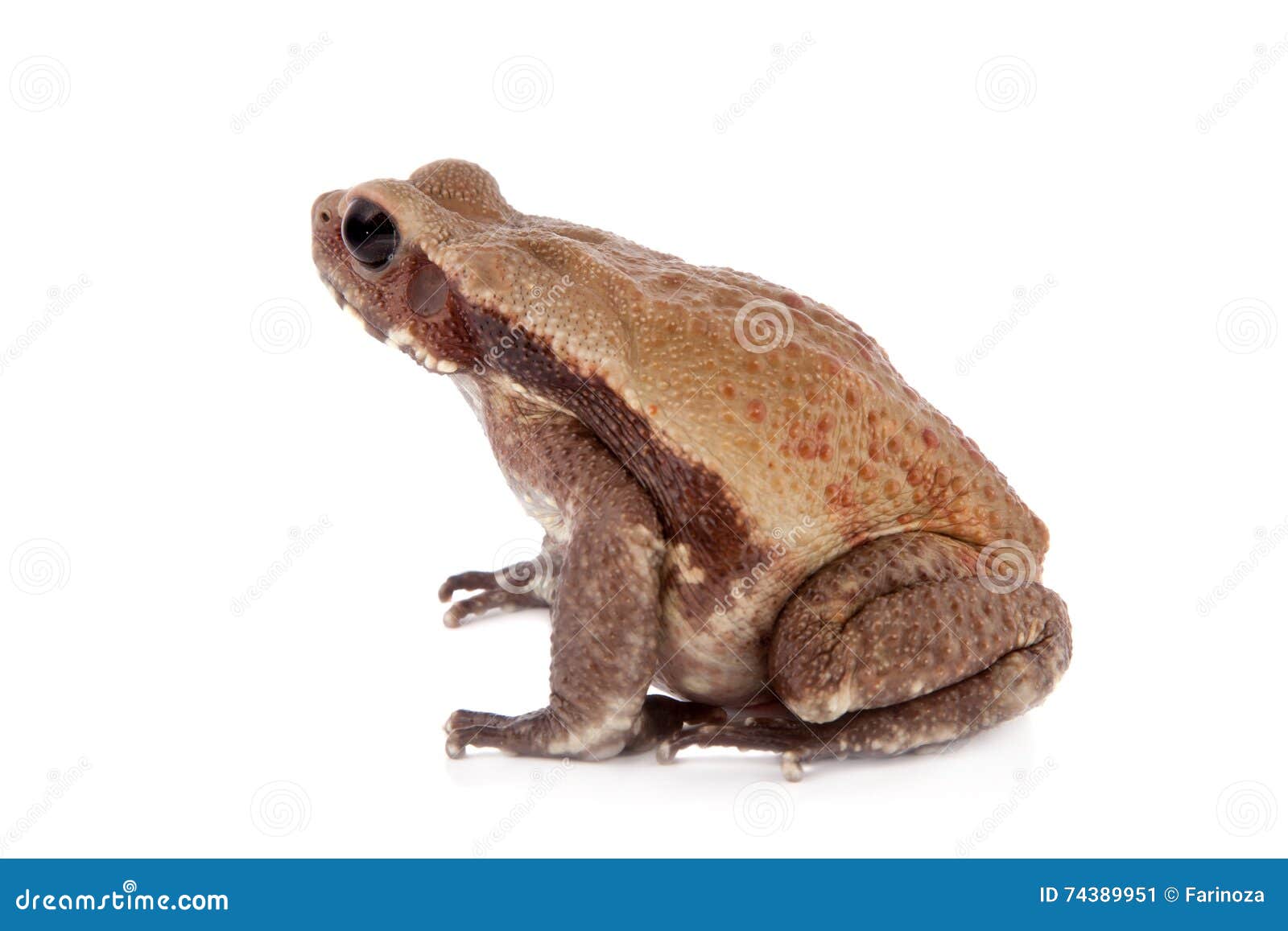 Sapo Liso-echado a Un Lado Aislado En Blanco Imagen de archivo - Imagen ...