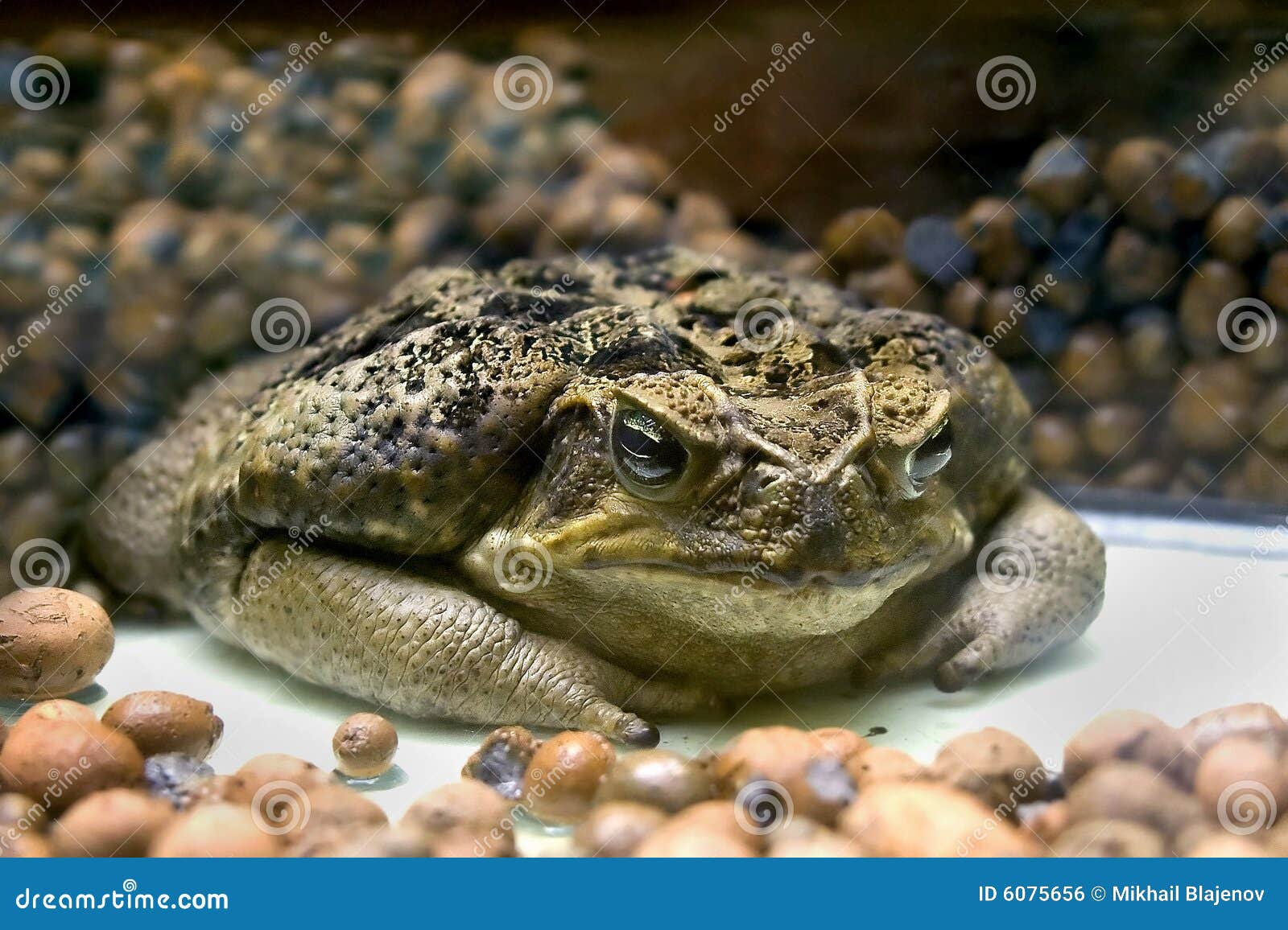 Sapo marina 1 foto de archivo. Imagen de coldblooded, mosca - 6075656