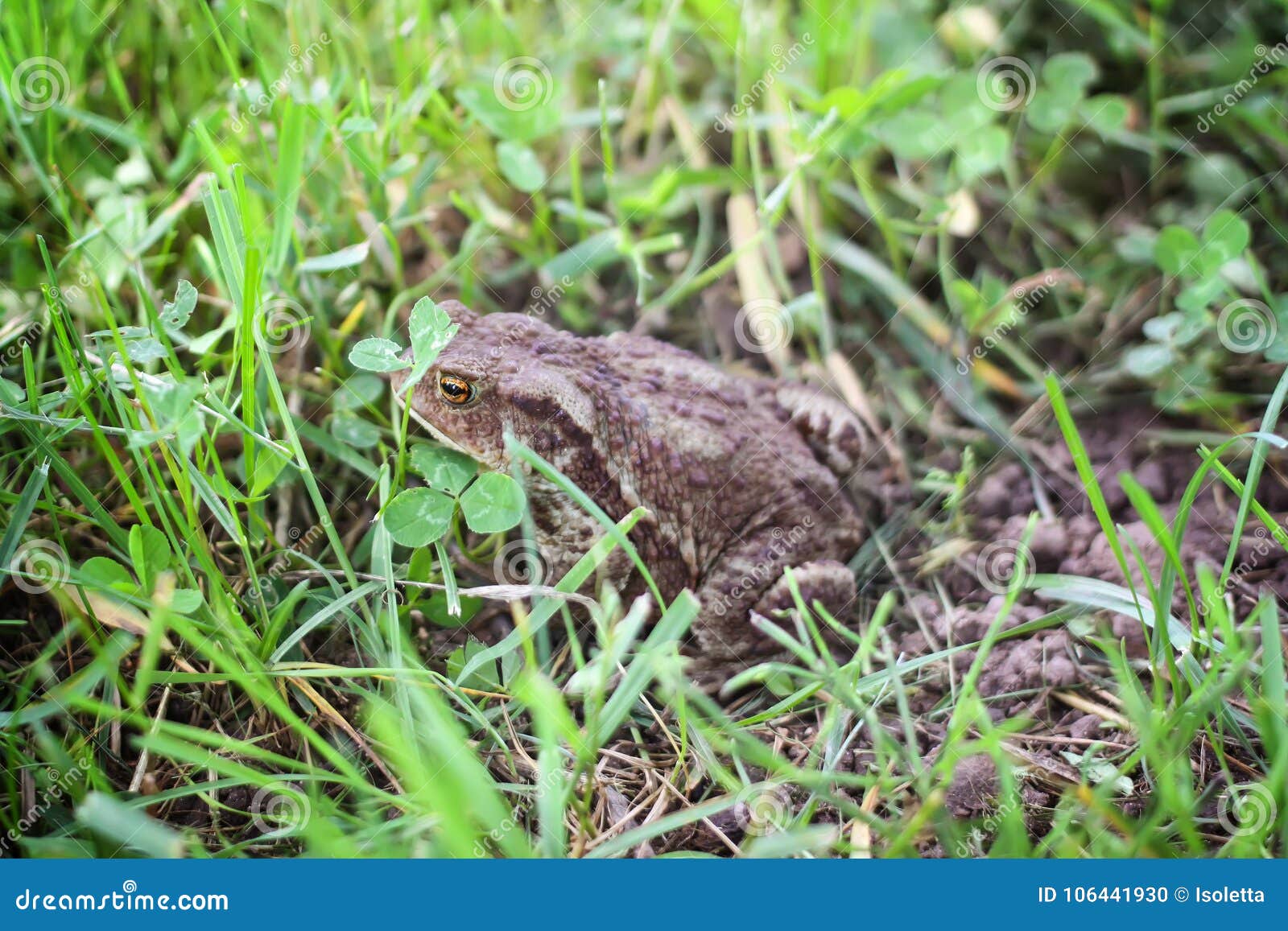 Sapo marrón europeo foto de archivo. Imagen de criatura - 106441930