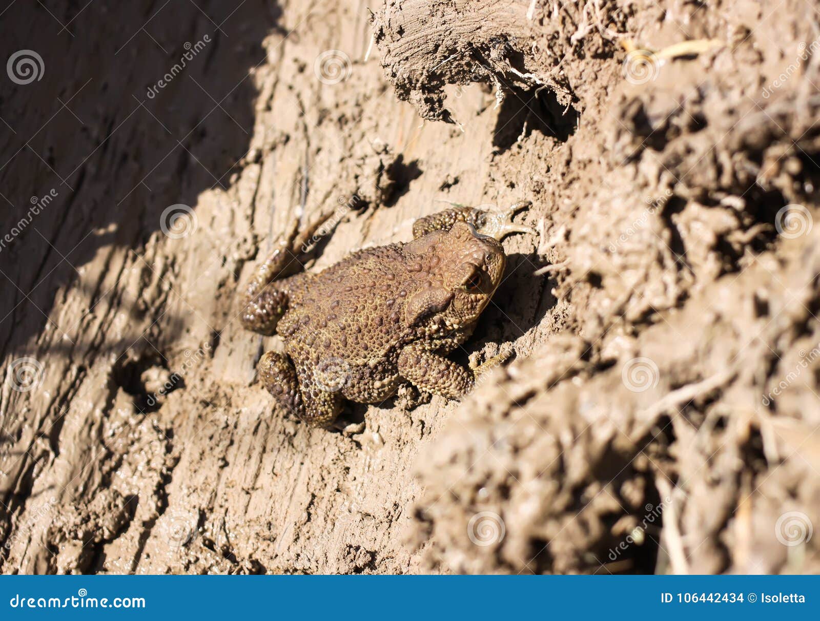 Sapo marrom europeu foto de stock. Imagem de criatura - 106442434
