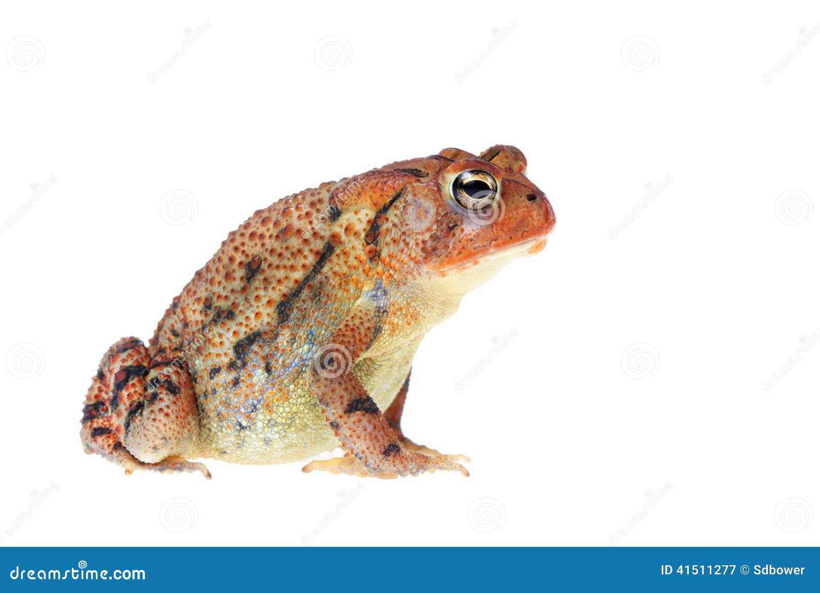 Sapo Meridional Contento Aislado En Blanco Imagen de archivo - Imagen ...