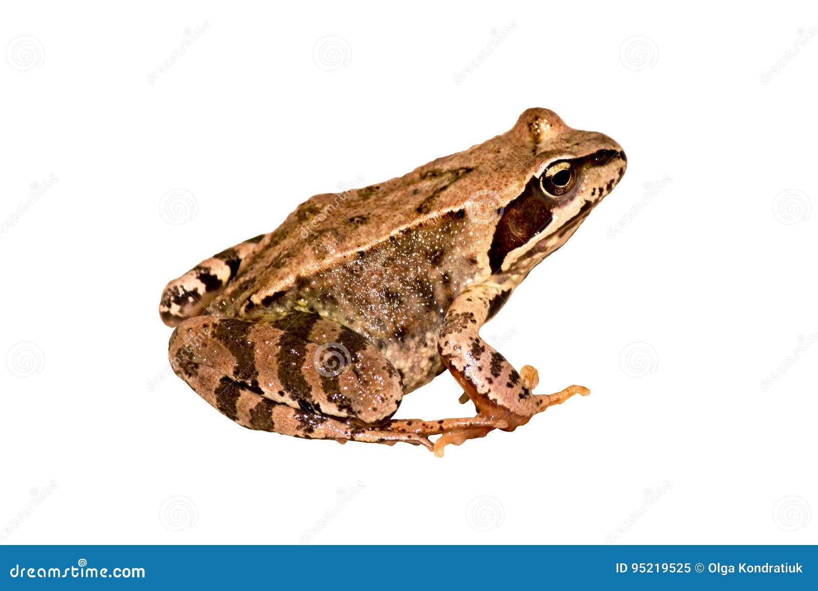 Sapo Molhado De Brown No Fundo Branco Imagem de Stock - Imagem de ...