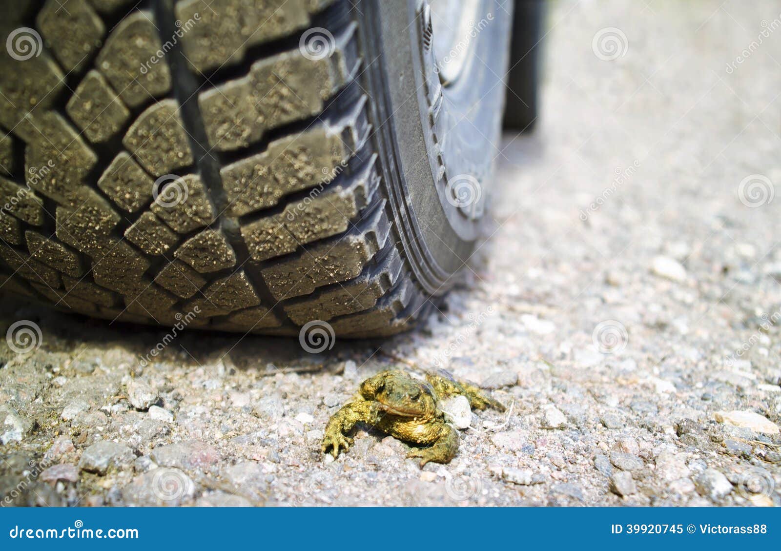 Sapo Muerto Fotos De Stock - Download 125 Fotos Libres de Derechos