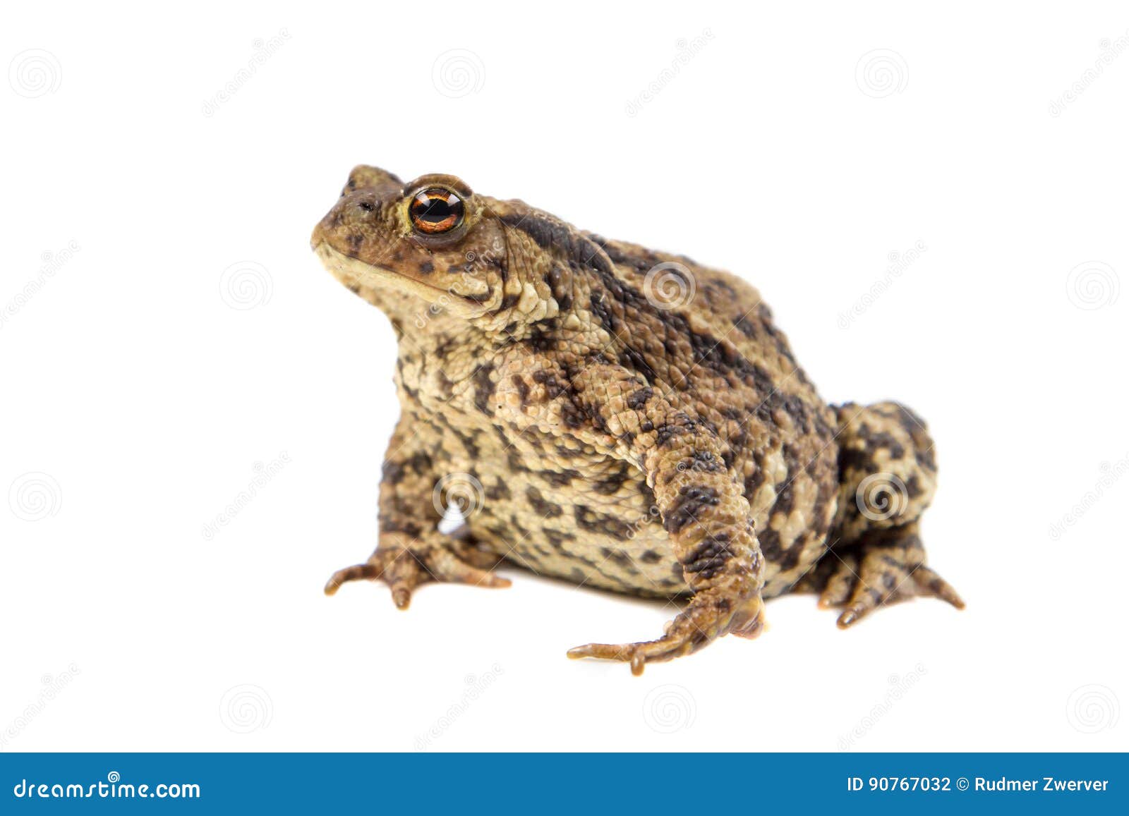 Sapo no branco foto de stock. Imagem de grande, pulseira - 90767032