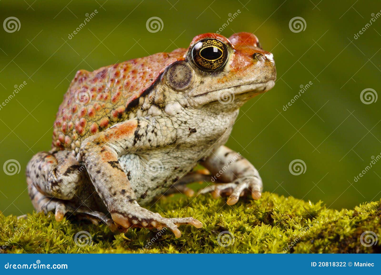 Sapo rojo foto de archivo. Imagen de fauna, anfibio, nocturno - 20818322