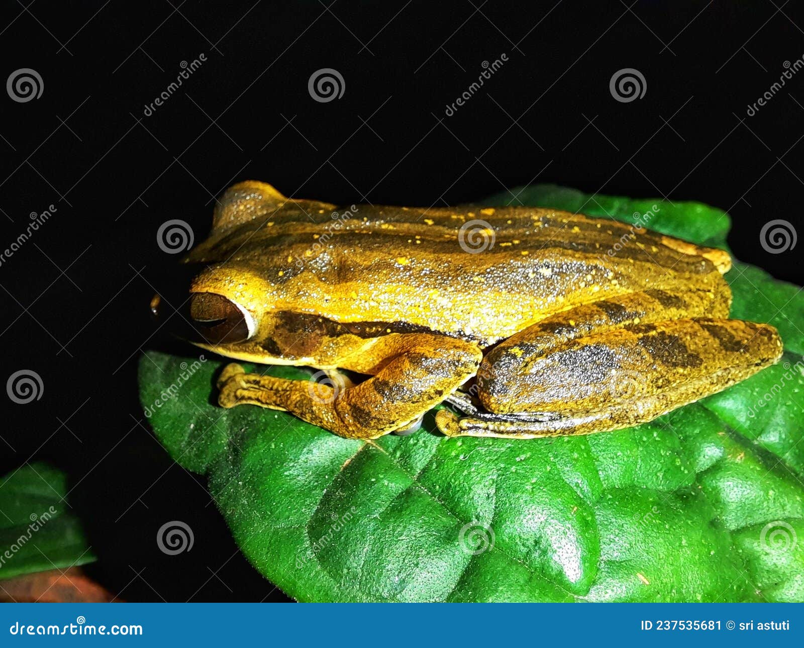Sapo sentado numa folha imagem de stock. Imagem de réptil - 237535681