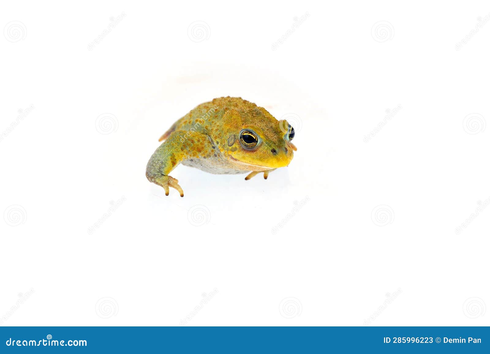 Sapo sobre fondo blanco imagen de archivo. Imagen de encantador - 285996223