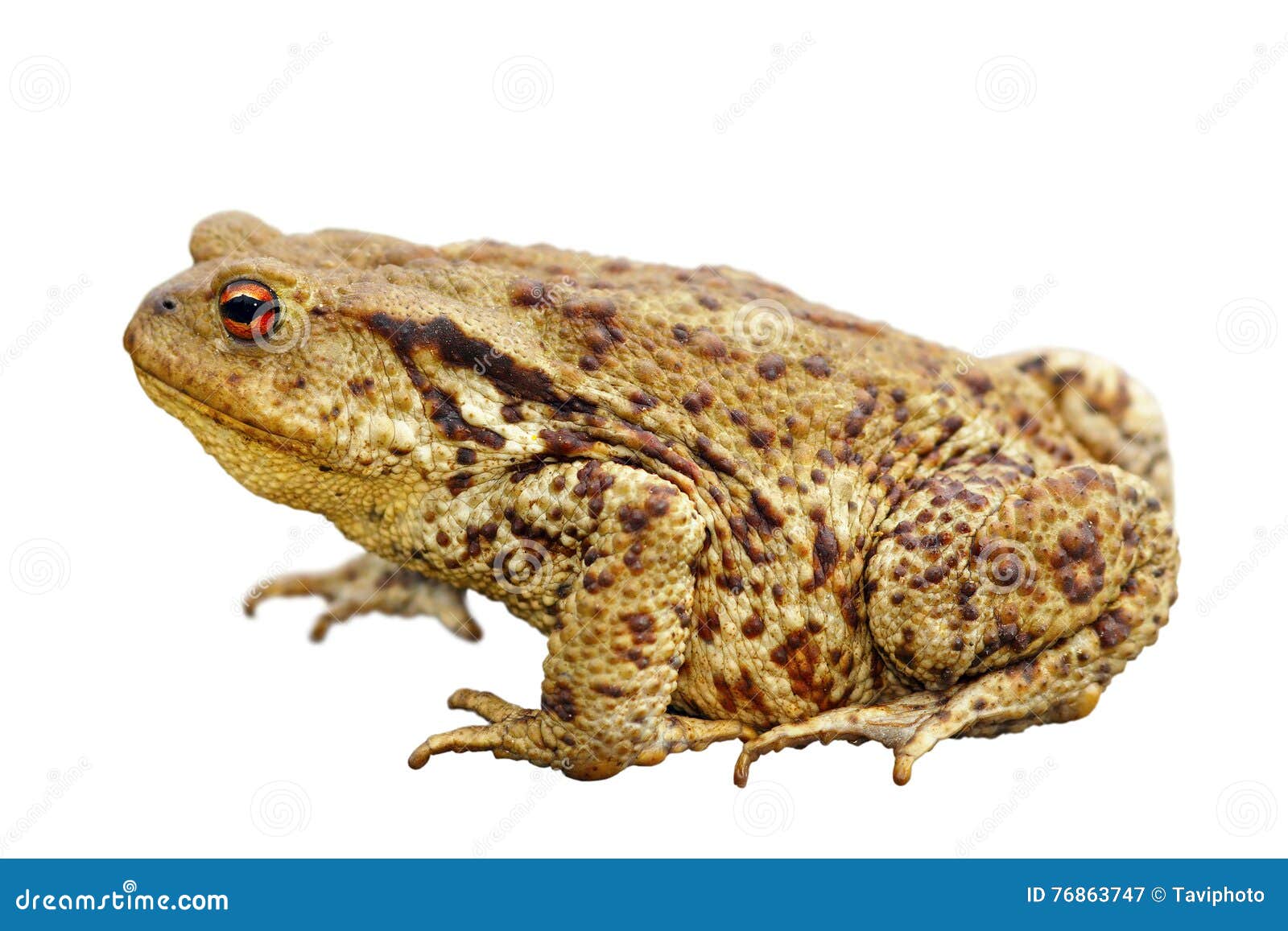 Sapo sobre o branco imagem de stock. Imagem de rabugento - 76863747