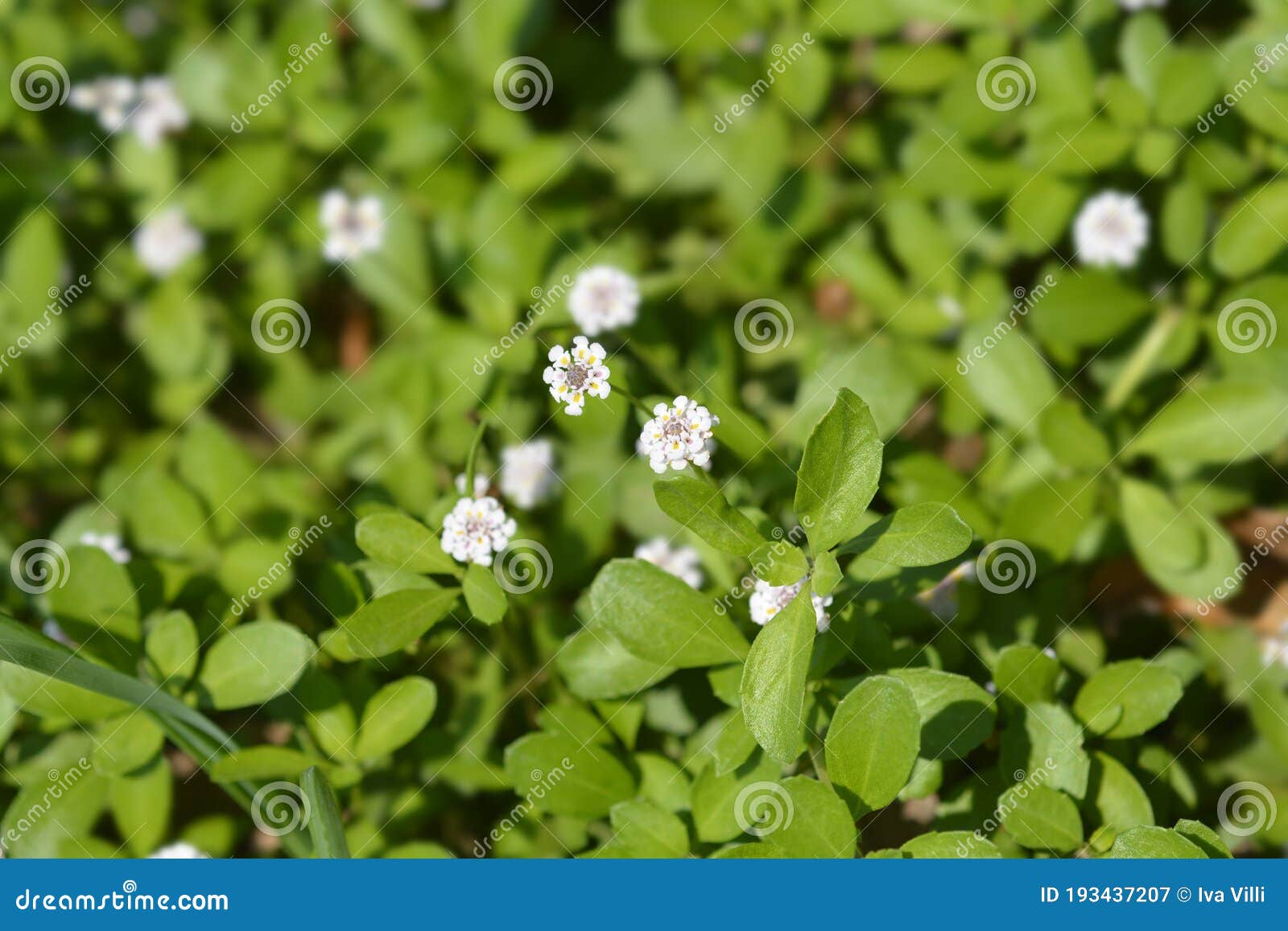 Sapo imagem de stock. Imagem de fruta, esteira, peru - 193437207