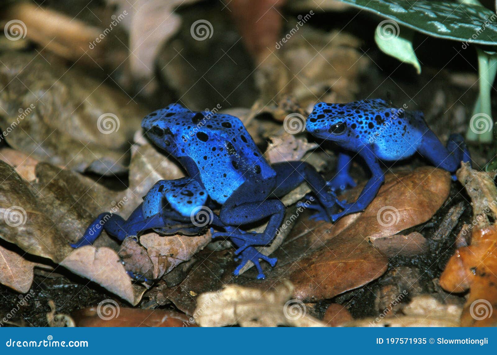 Sapo-veneno-azul Dendrobates Azureus Imagem de Stock - Imagem de foto ...