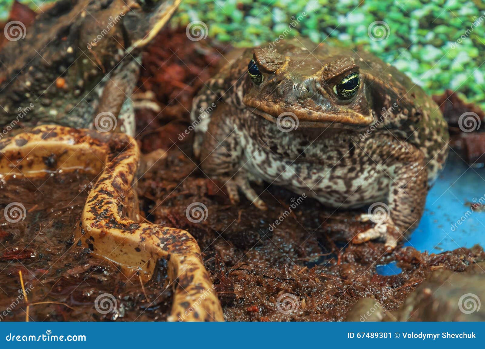 Sapo venenoso do aga imagem de stock. Imagem de pele - 67489301