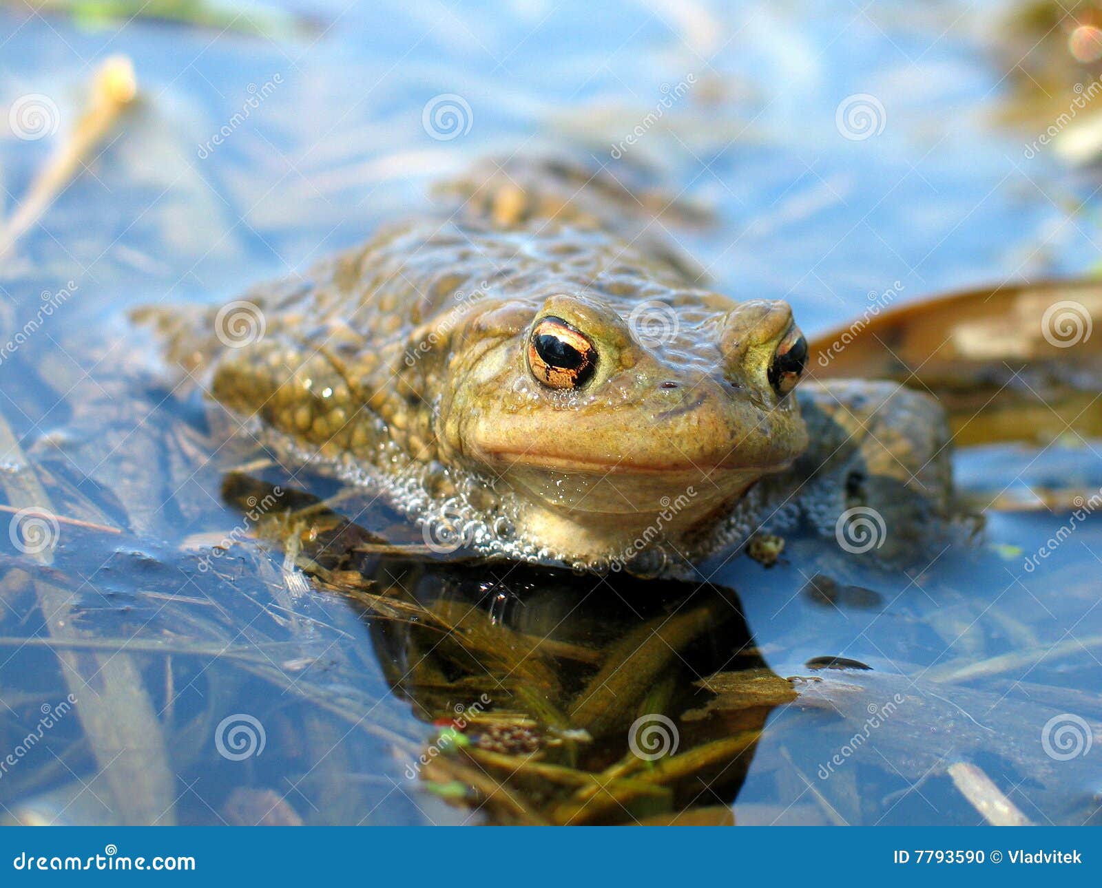 Sapo verdadeiro foto de stock. Imagem de ecologia, mola - 7793590