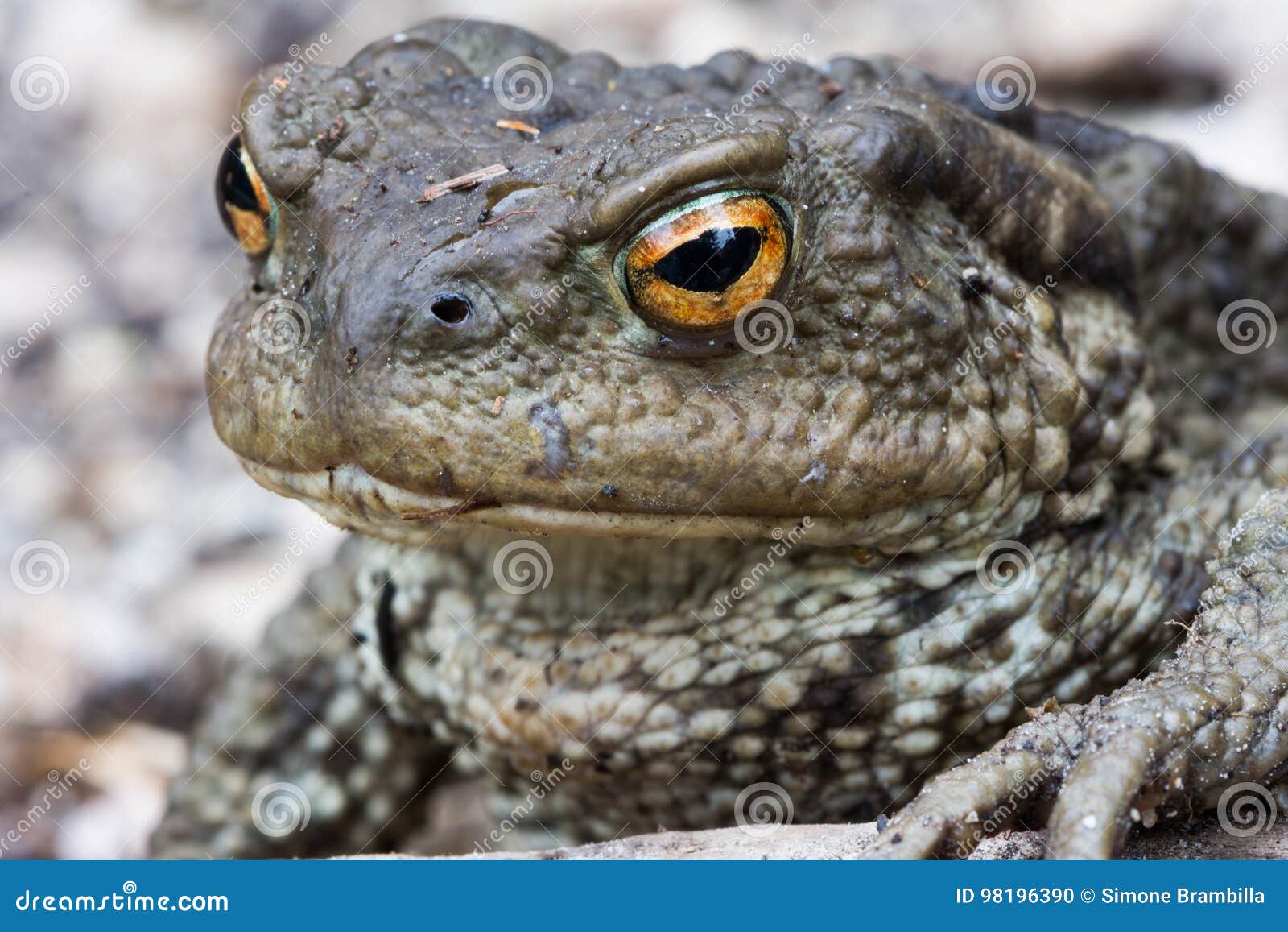 Sapo verdadero foto de archivo. Imagen de animal, herida - 98196390
