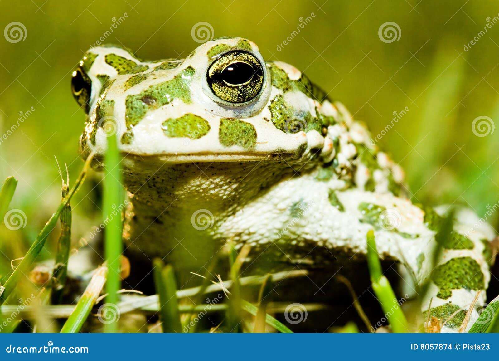 Sapo verde foto de archivo. Imagen de verruga, hierba - 8057874