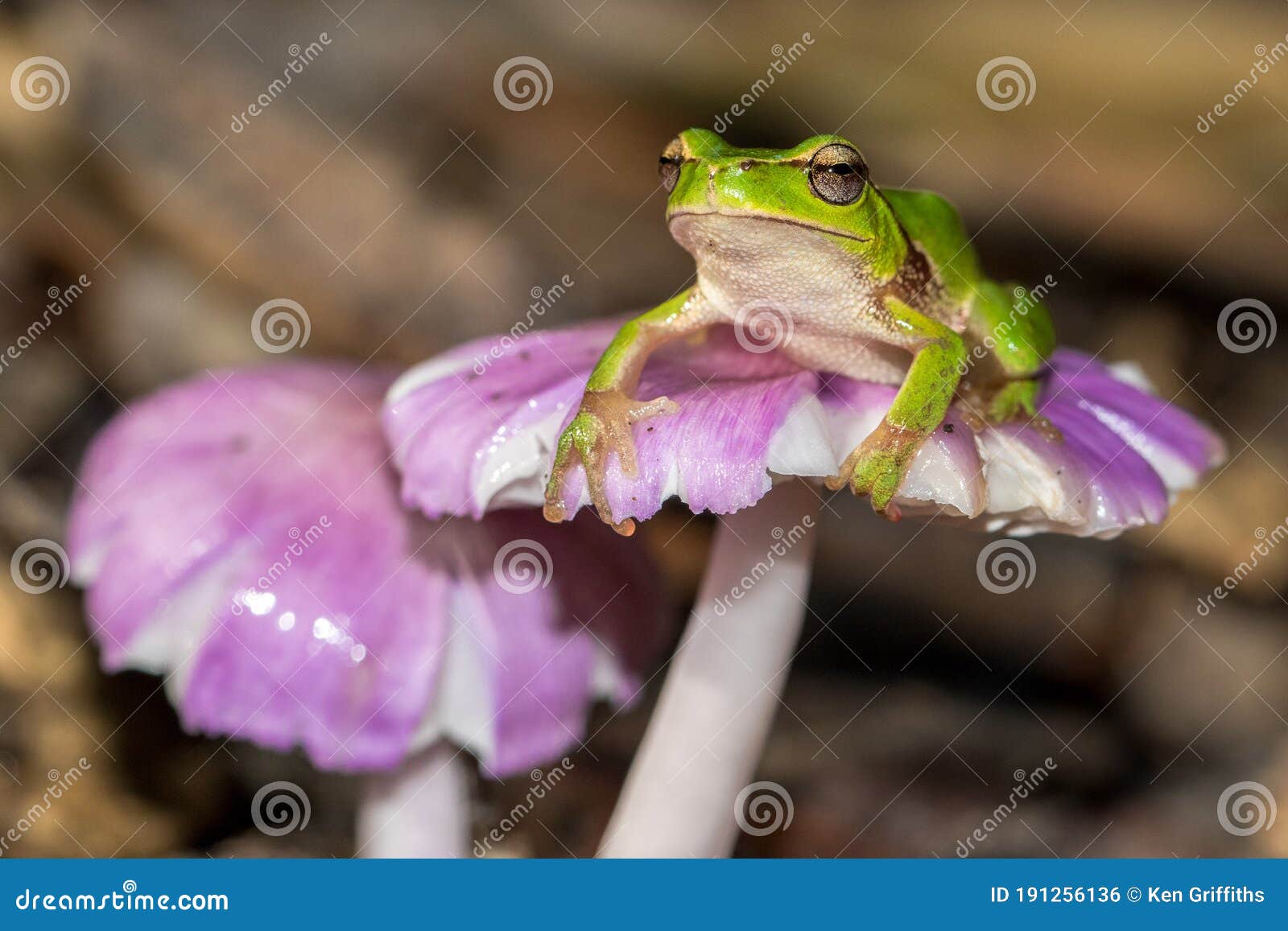 Sapo-verde-folha foto de stock. Imagem de wildlife, roxo - 191256136