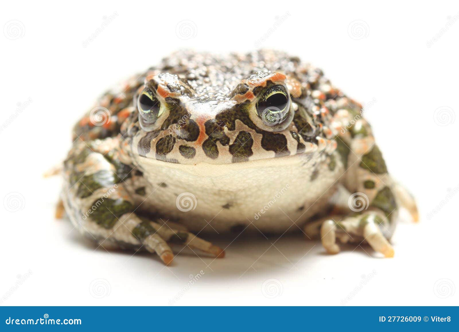 Sapo Verde (viridis De Bufo) Sobre Blanco Imagen de archivo - Imagen de ...
