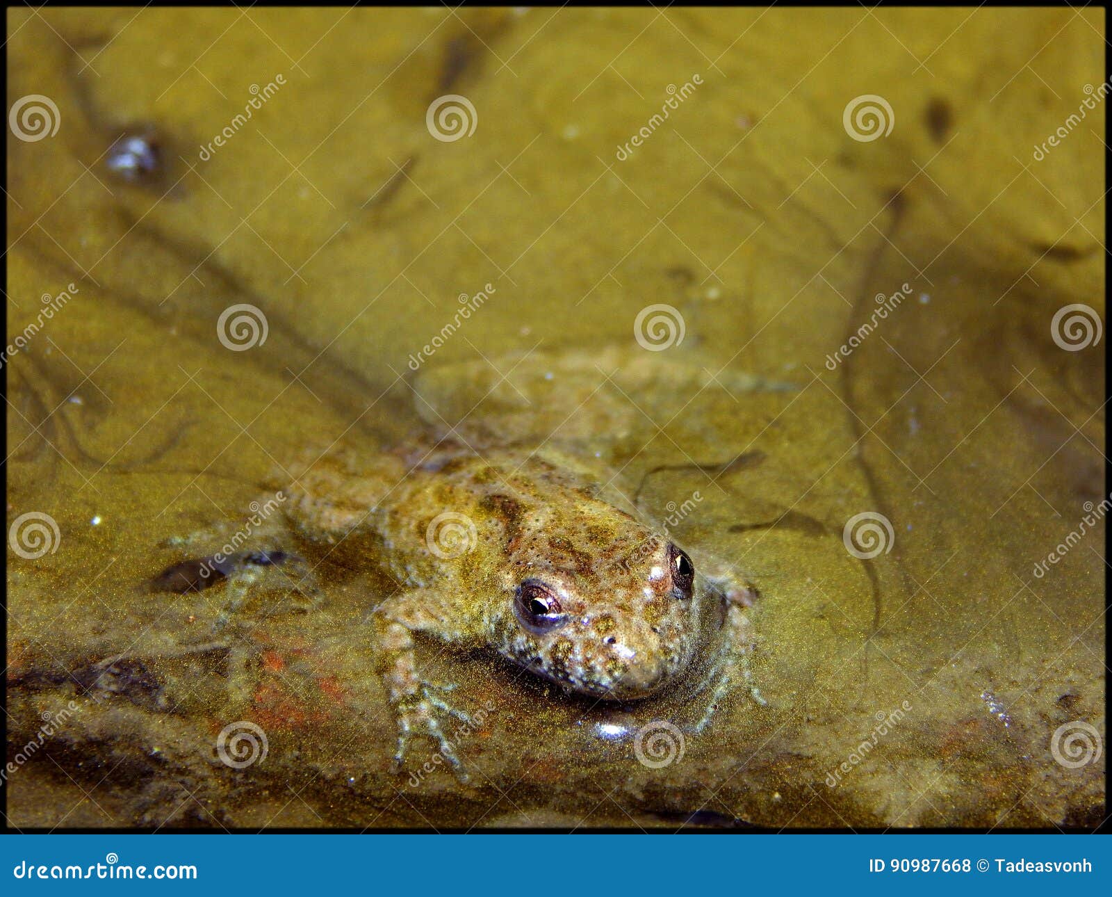 Sapo Yellow-bellied foto de stock. Imagem de travado - 90987668
