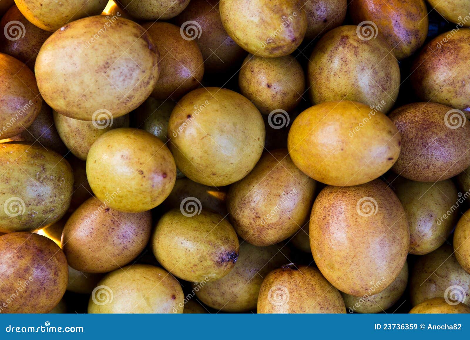 The Sapodilla. stock image. Image of juicy, diet, fresh - 23736359