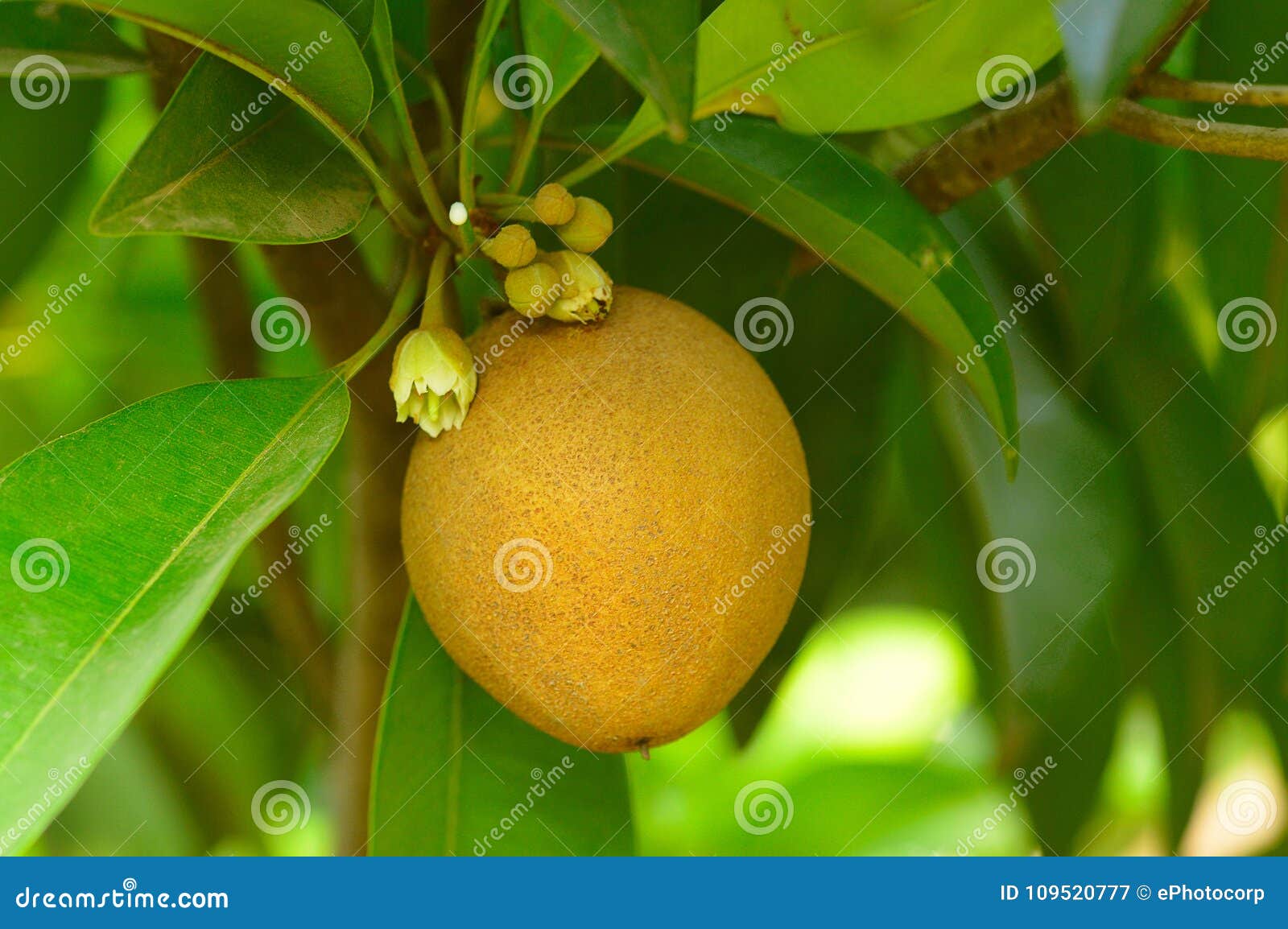 Sapodilla or Chickoo on Tree Stock Image - Image of fruit, chiku: 109520777