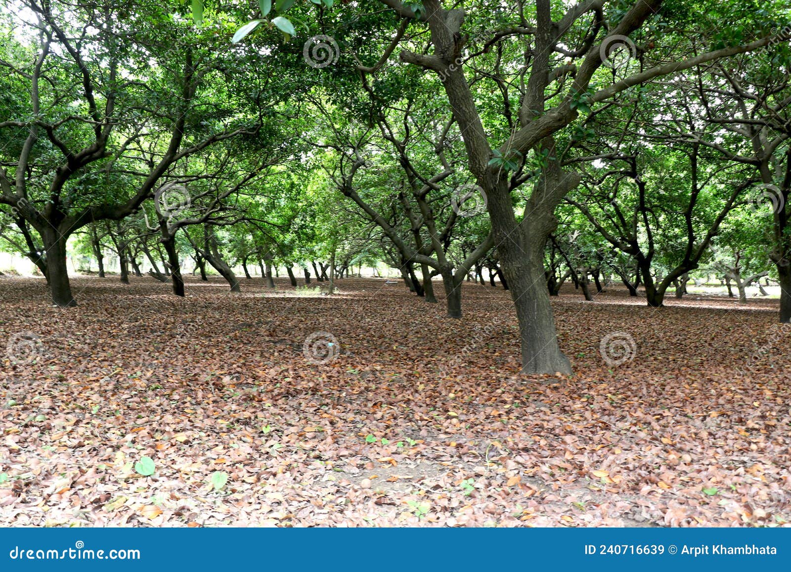 Sapodilla Chiku Chikoo Trees Farm Stock Image - Image of chiku, food ...